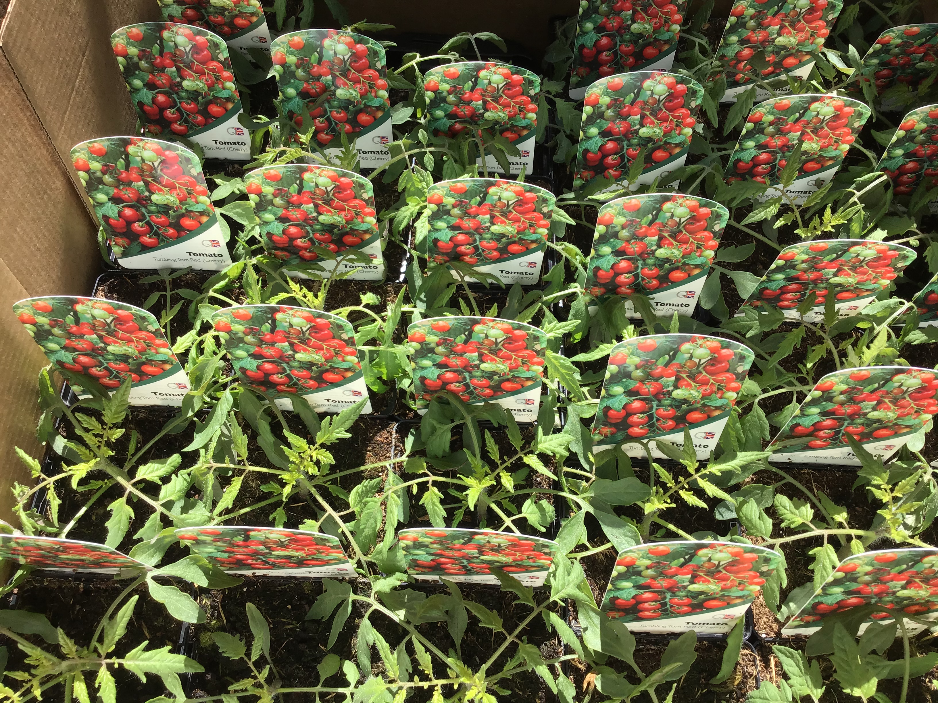 Tomato Tumbling Tom Red (Cherry) – Kew Gardener