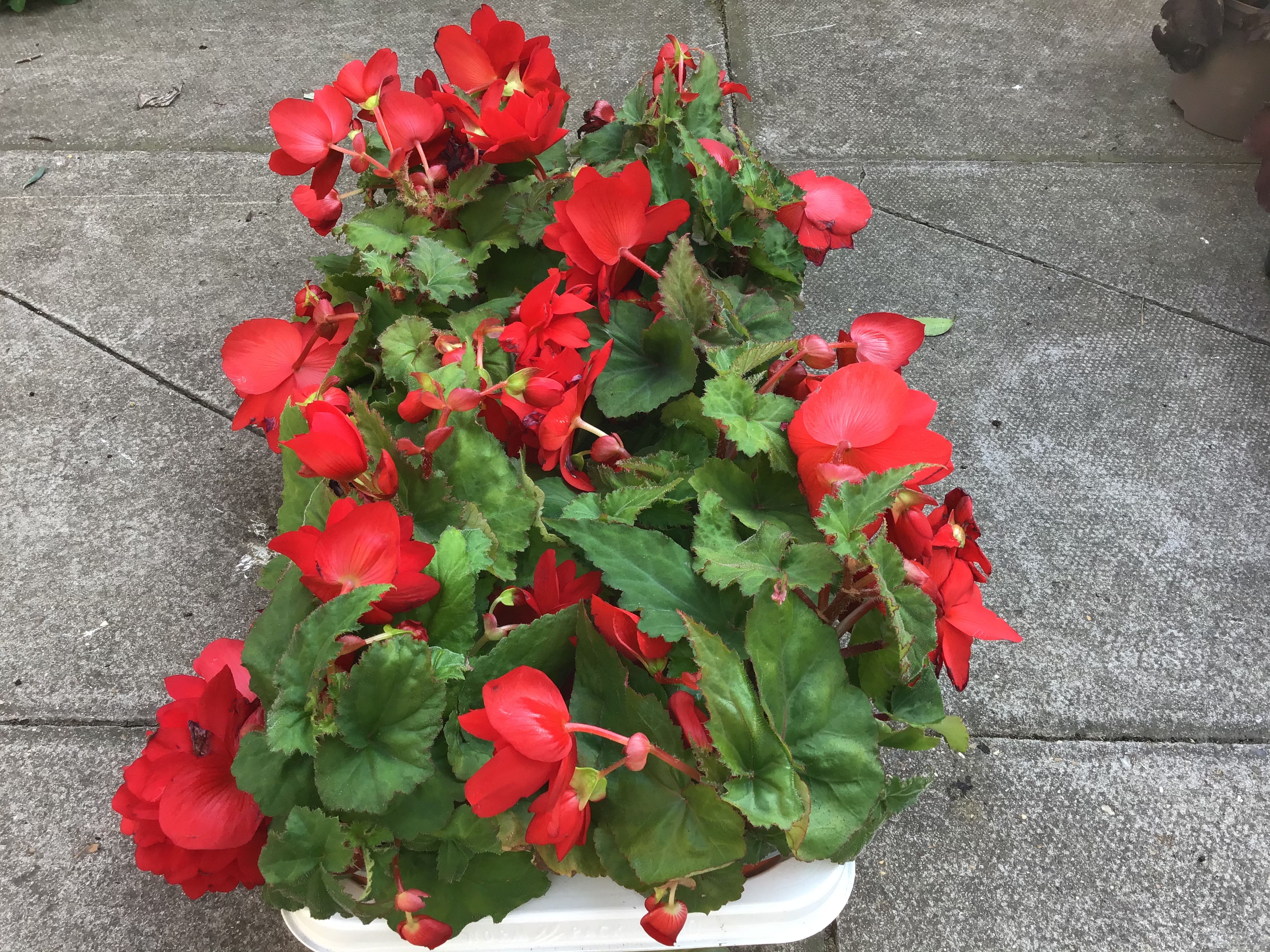 Begonia Trailing Red – Kew Gardener