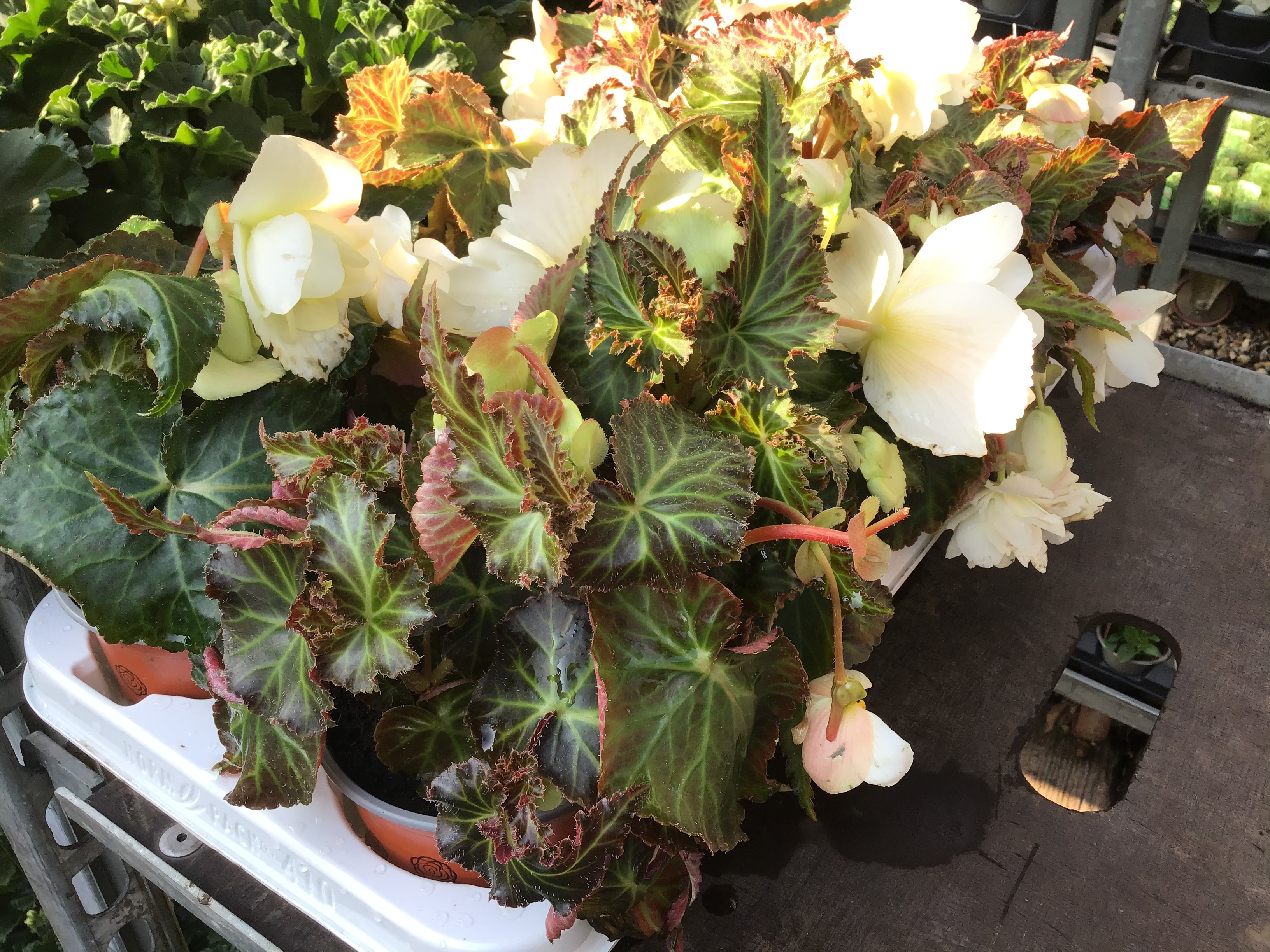 Begonia Trailing White – Kew Gardener