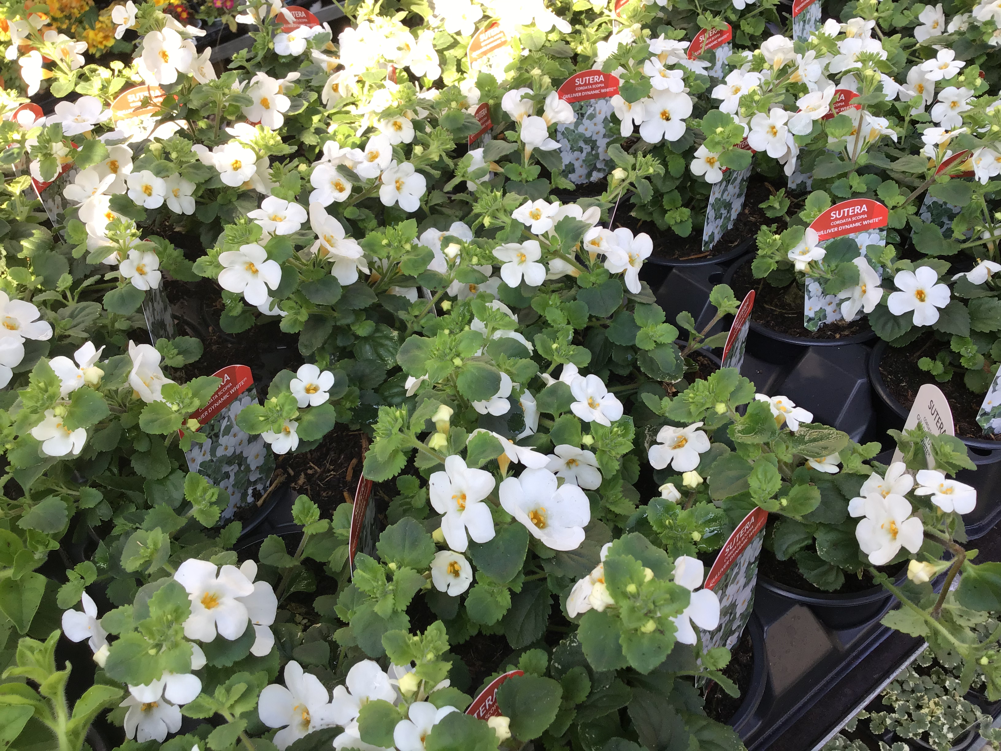 Bacopa (white) – Kew Gardener