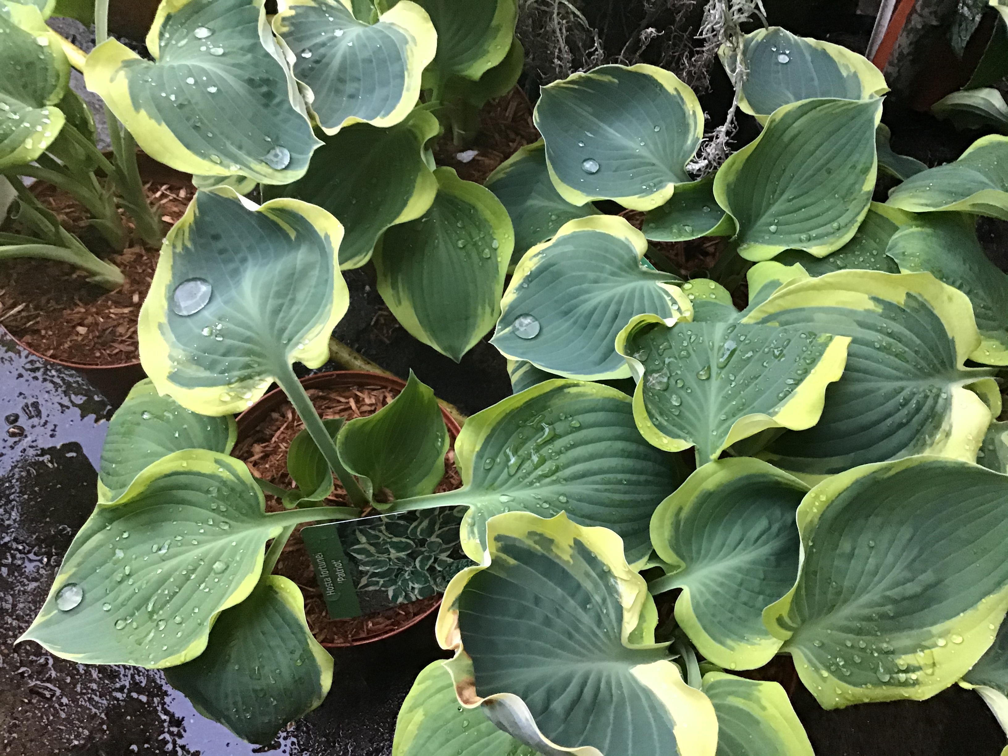 Hosta ‘August Moon’ – Kew Gardener