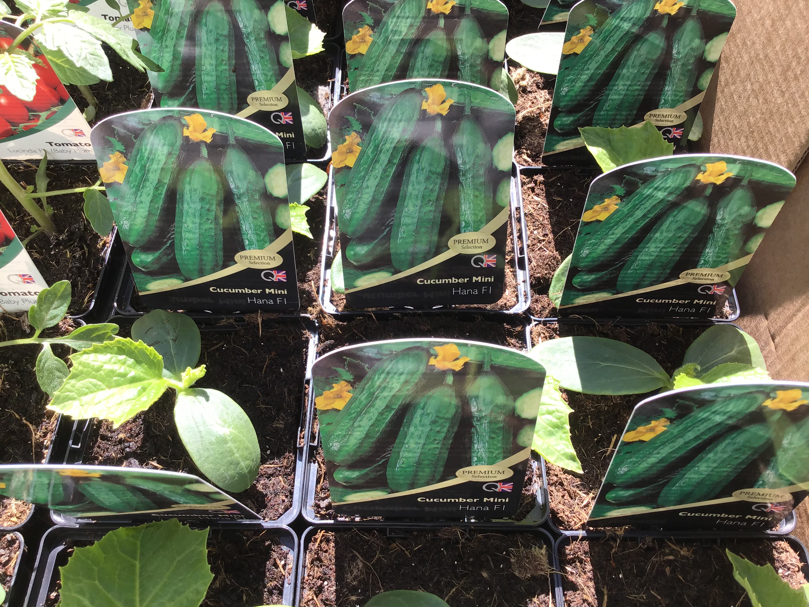Cucumber Mini ‘Hana’ F1 – Kew Gardener
