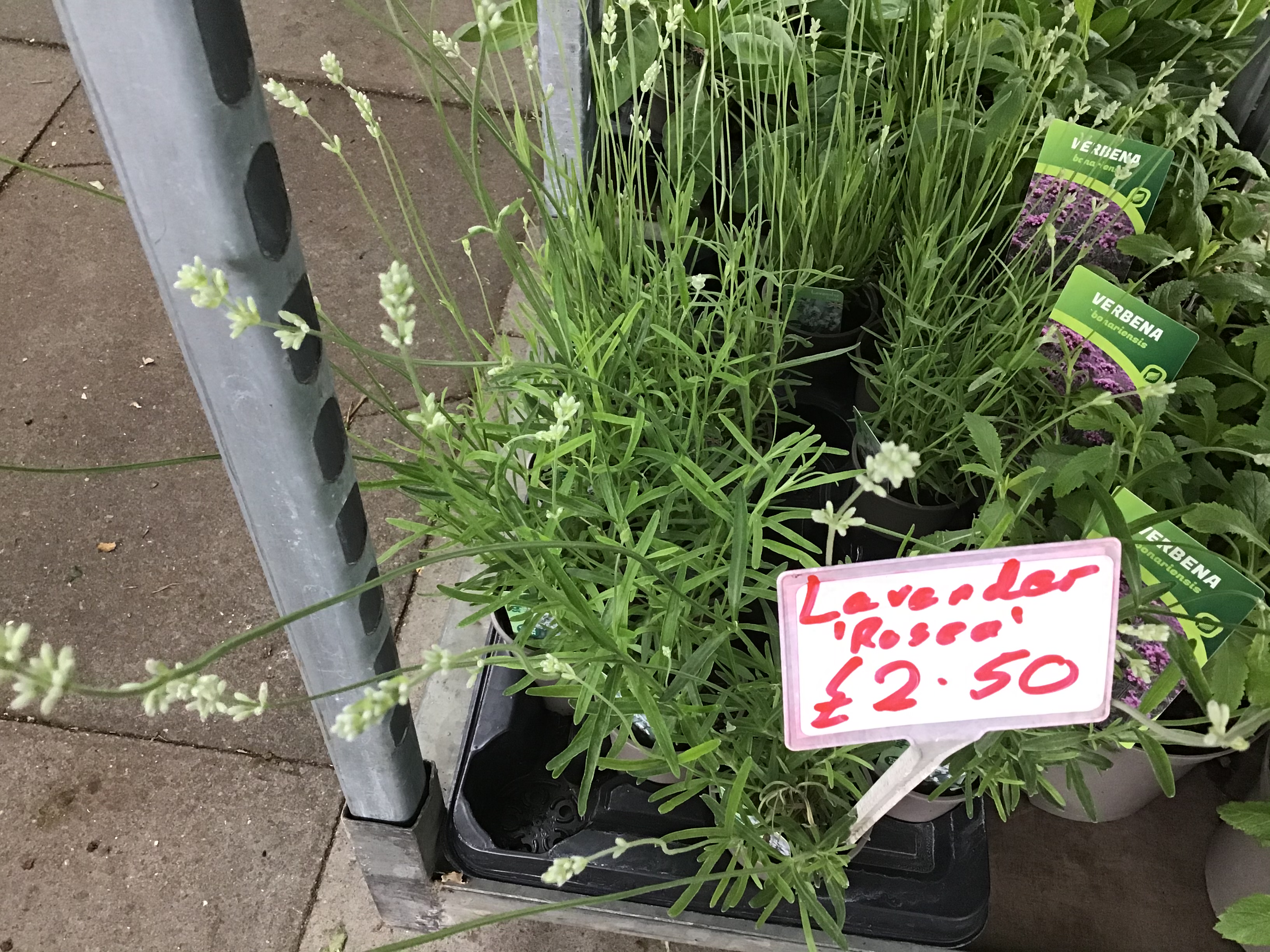 Lavender ‘Rosea’ – Kew Gardener