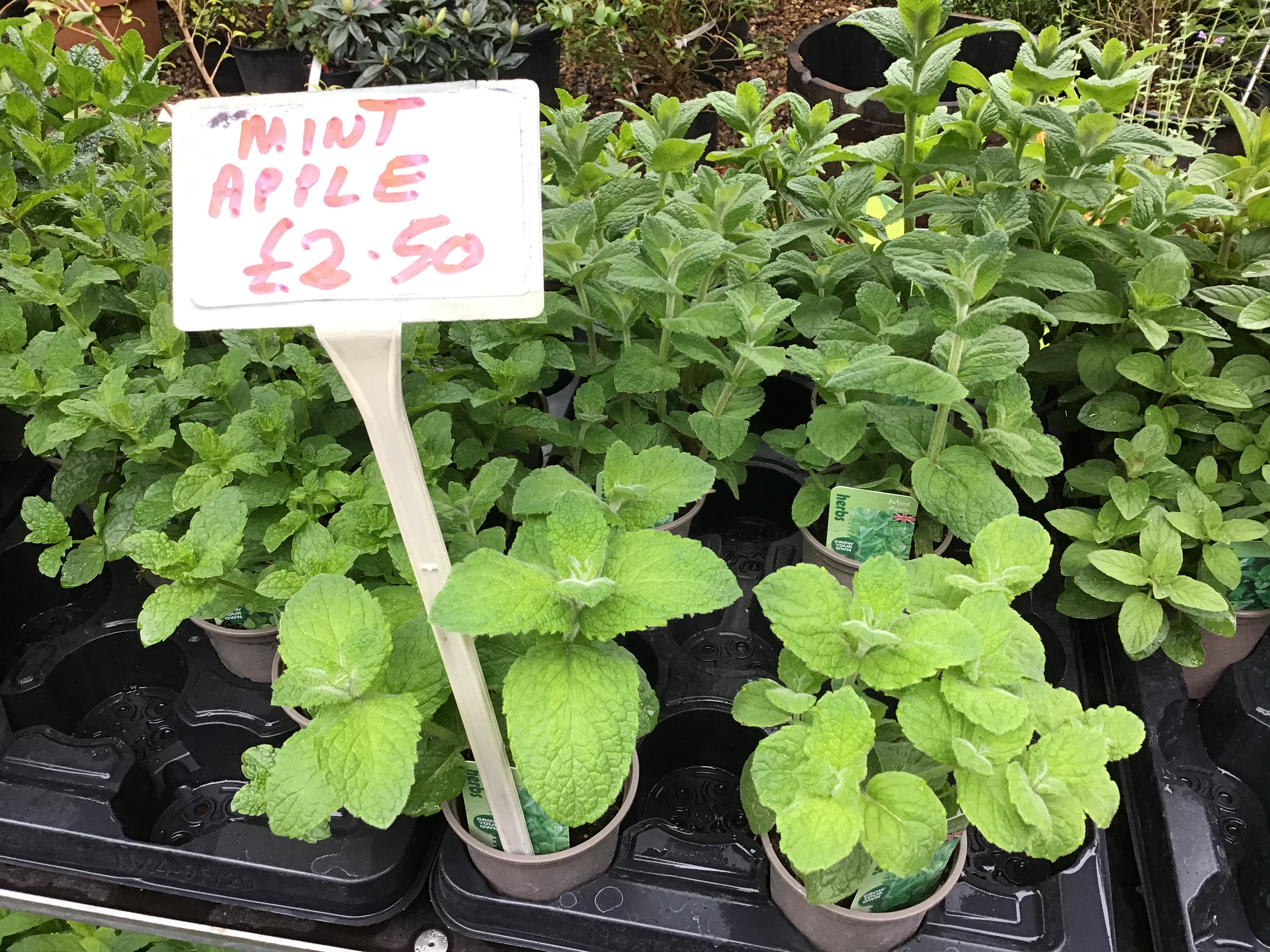 Mint Apple – Kew Gardener