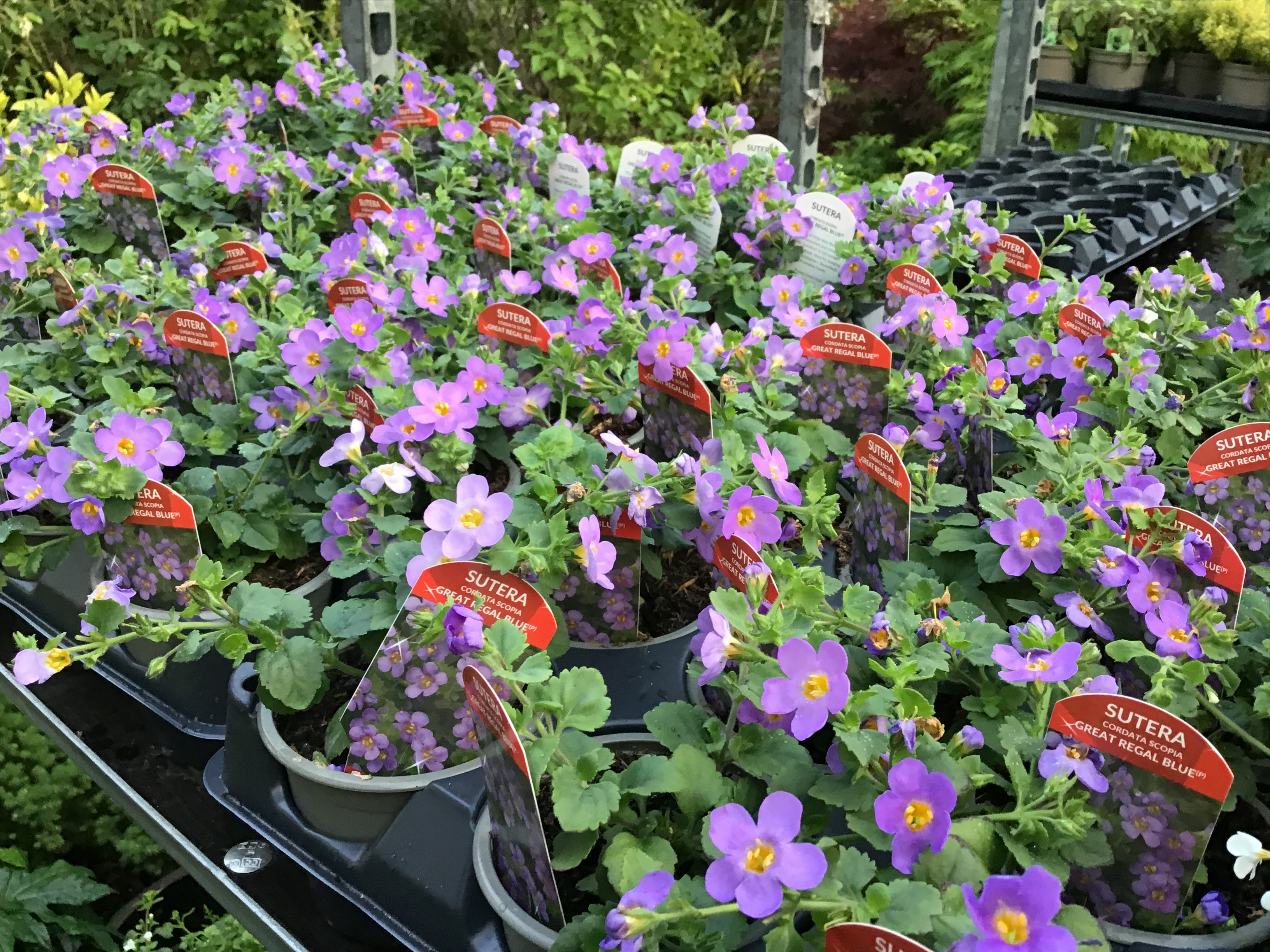 Bacopa ‘Blue’ – Kew Gardener