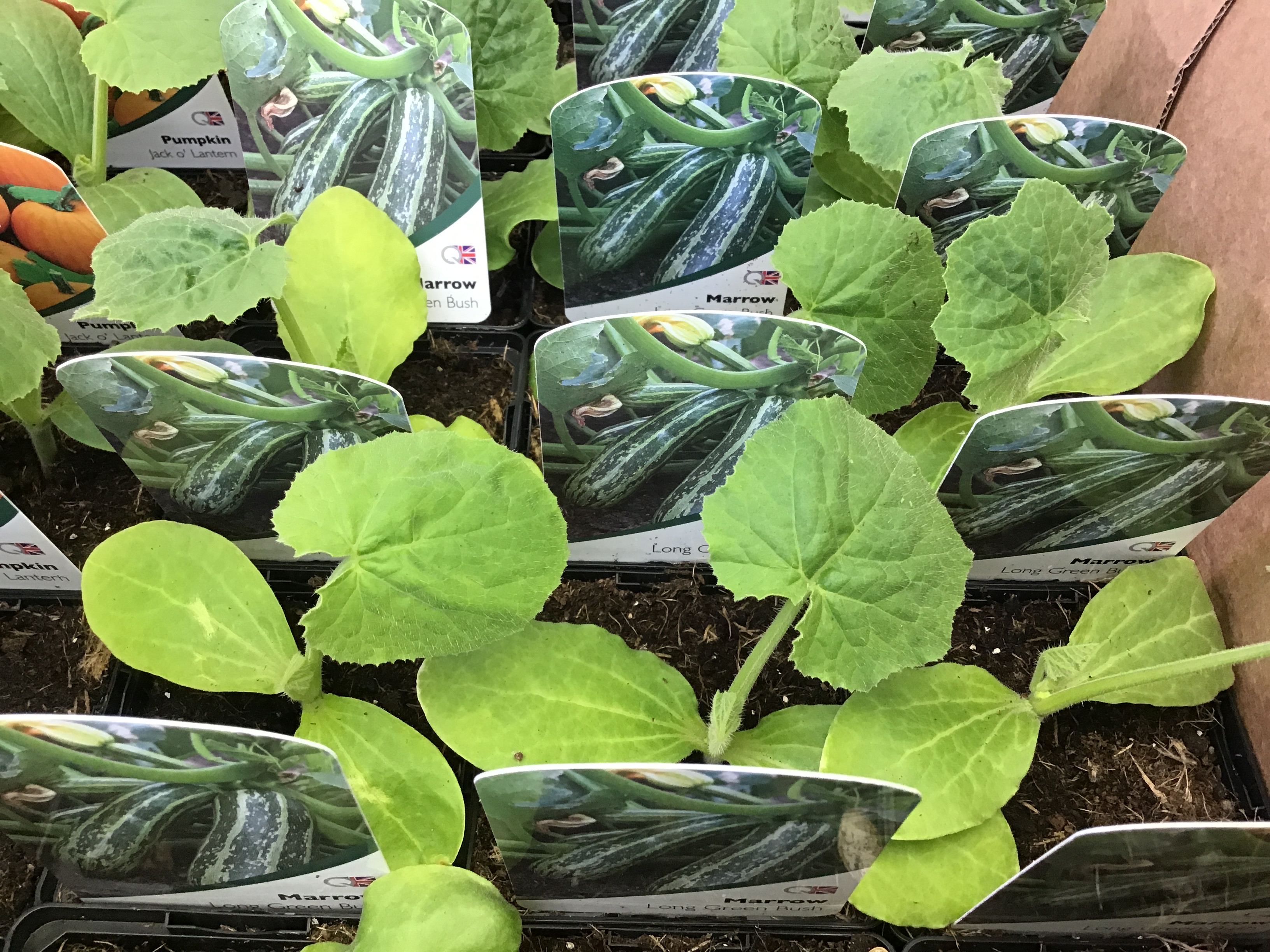 Marrow ‘Long Green Bush’ – Kew Gardener