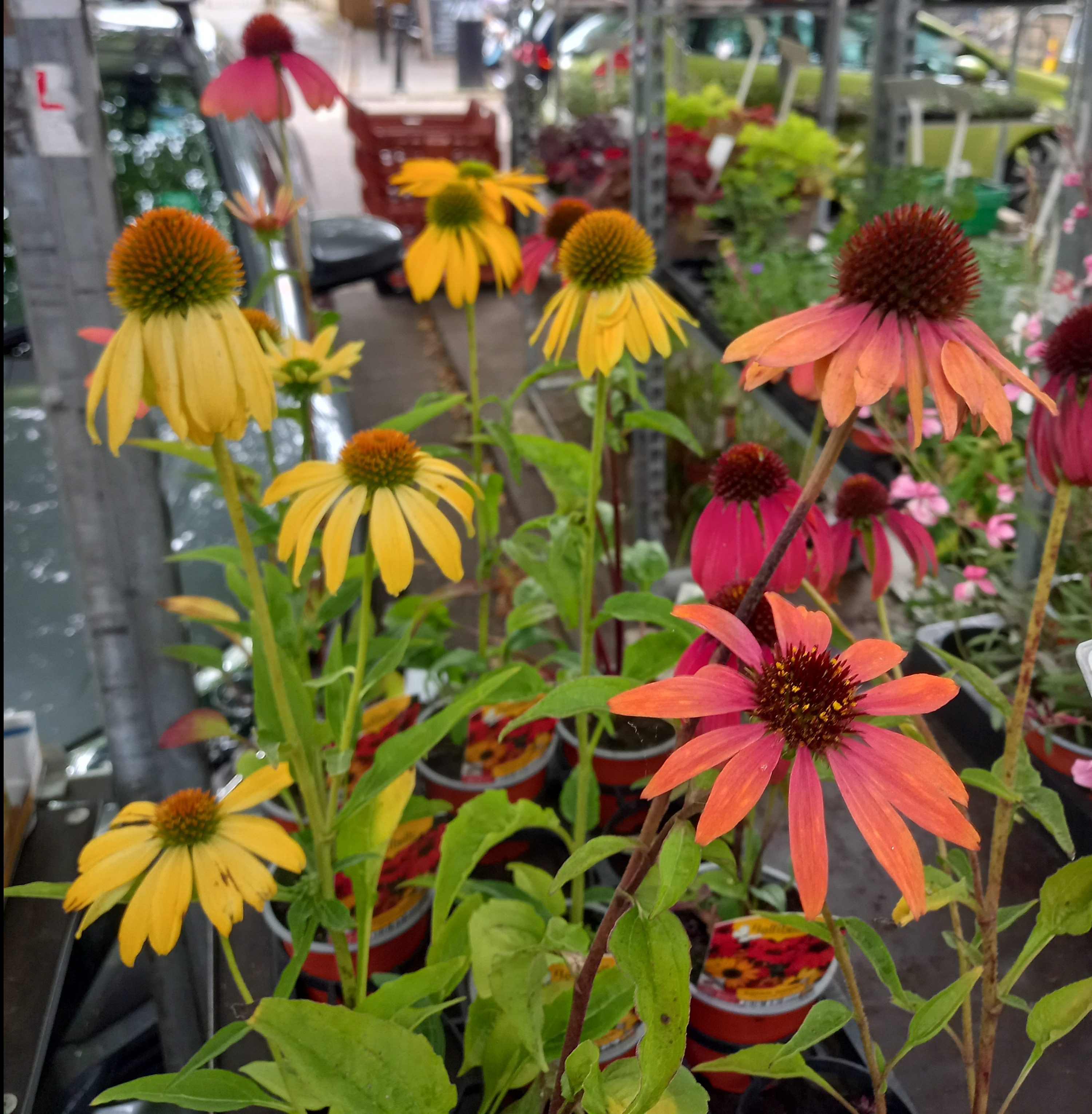 Echinacea purpurea ‘Cheyenne Spirit’ – Kew Gardener