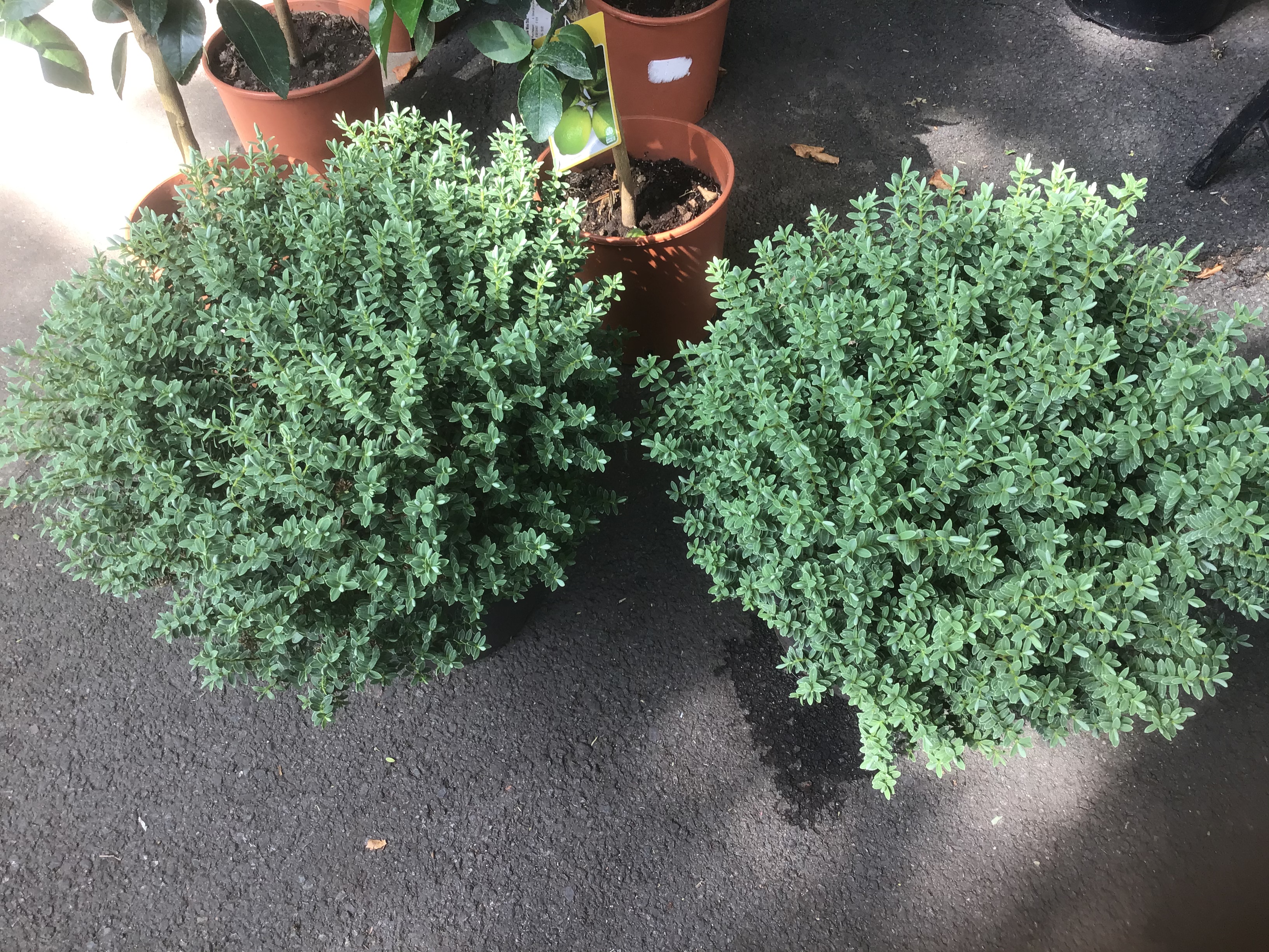 Hebe Sutherlandii Large Kew Gardener
