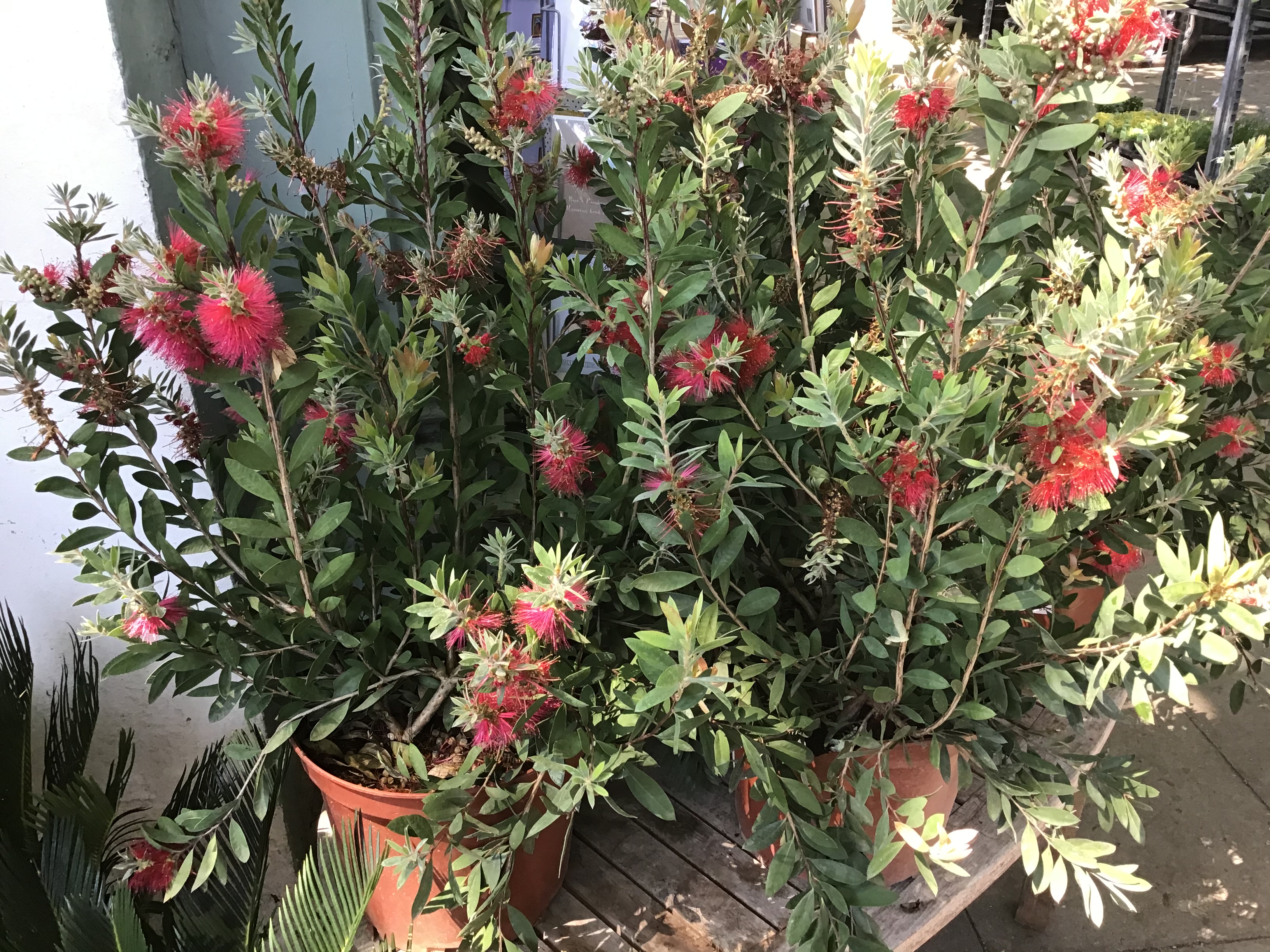 Callistemon laevis – Kew Gardener