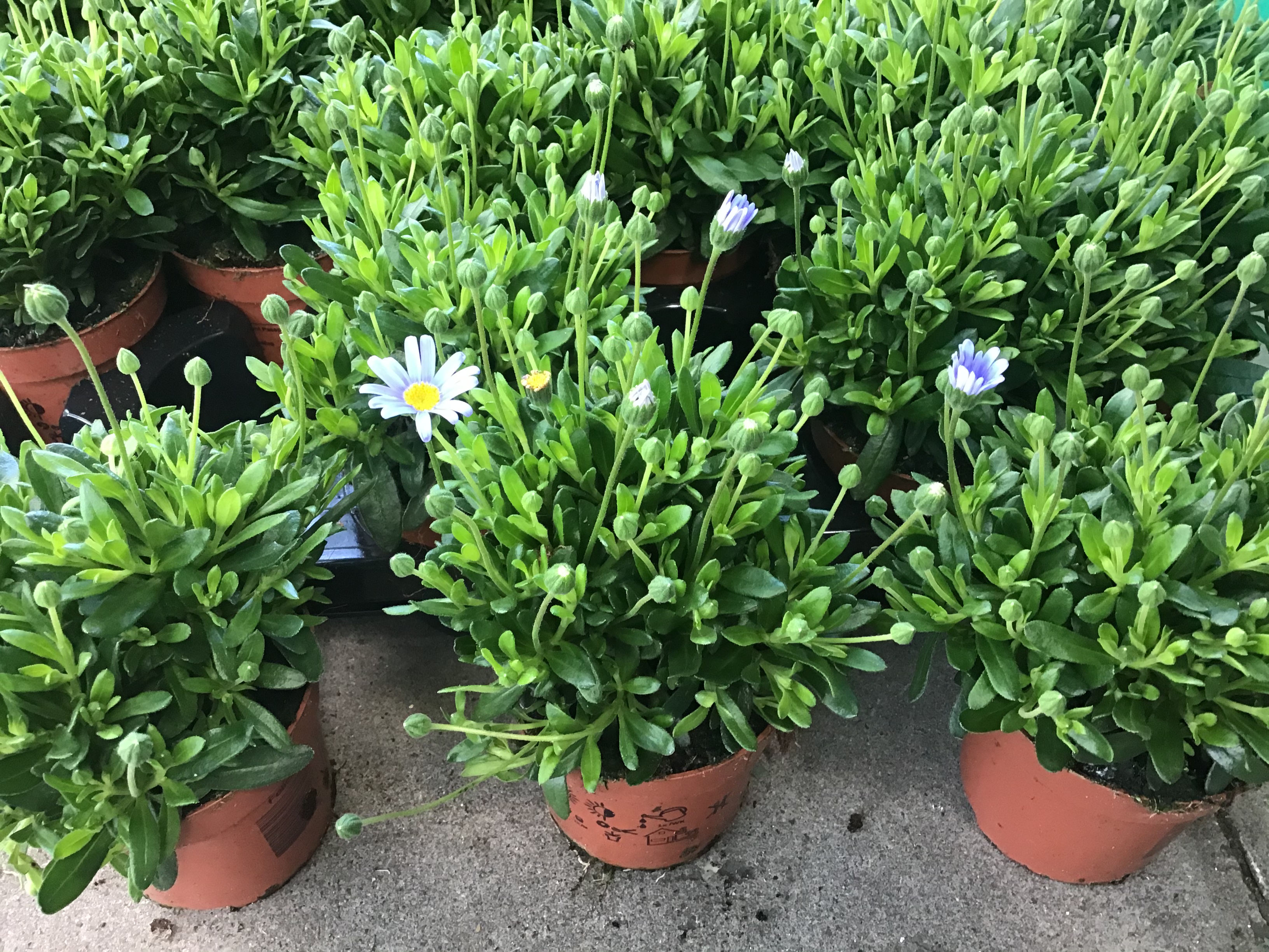 Felicia – Kew Gardener