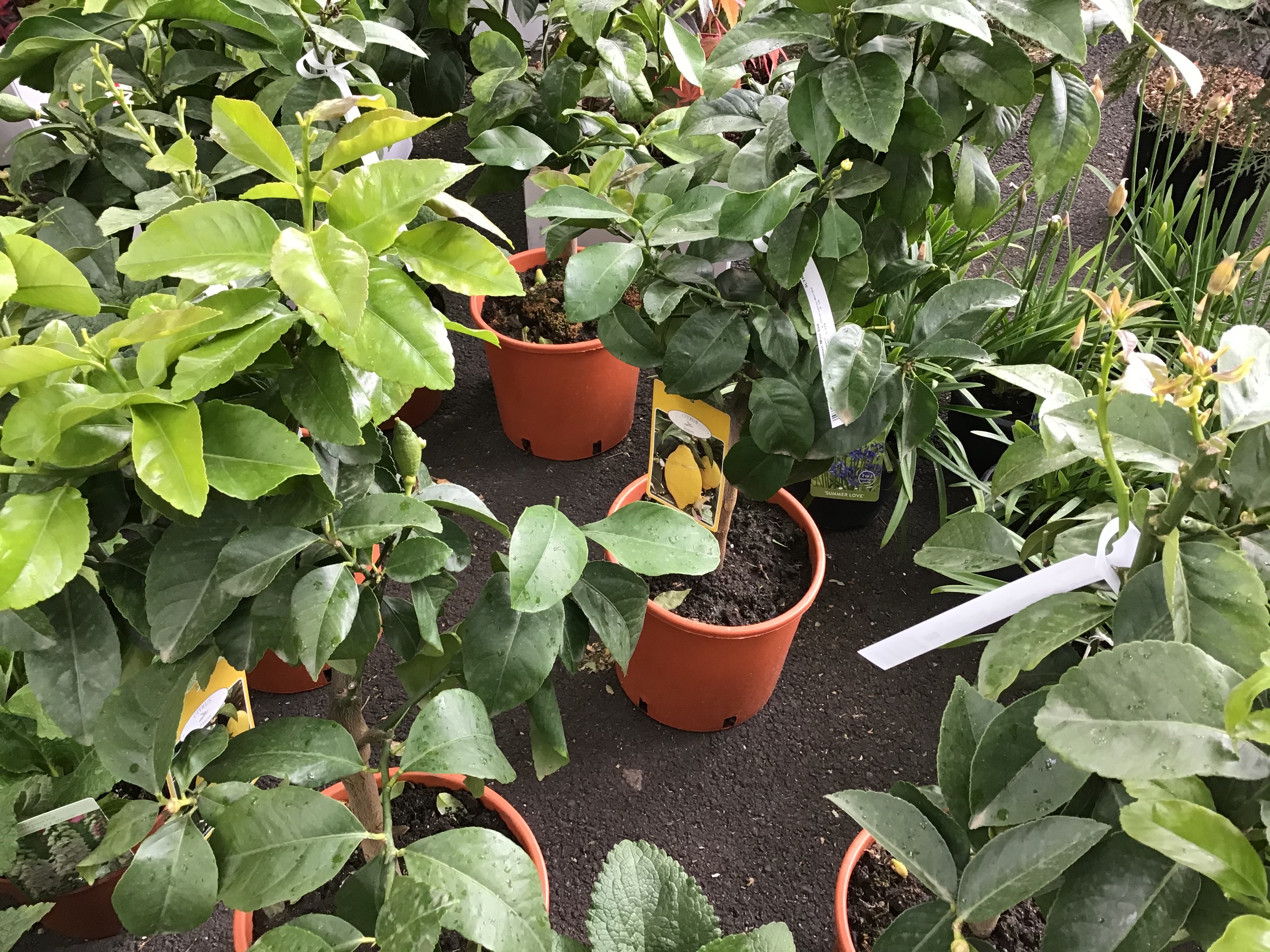 Citrus Lemon Bush – Kew Gardener
