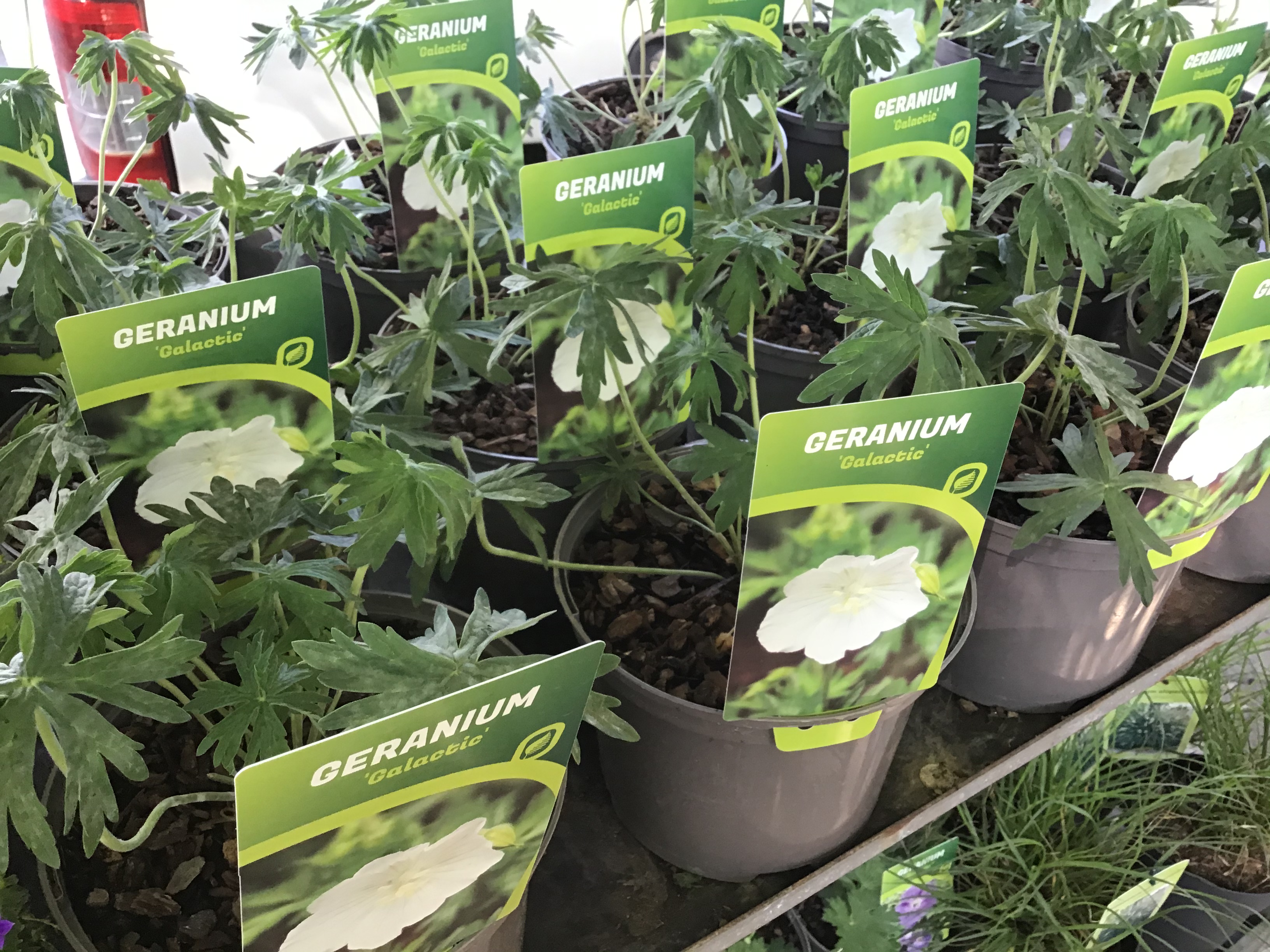 Geranium ‘Galactic’ (white) – Kew Gardener