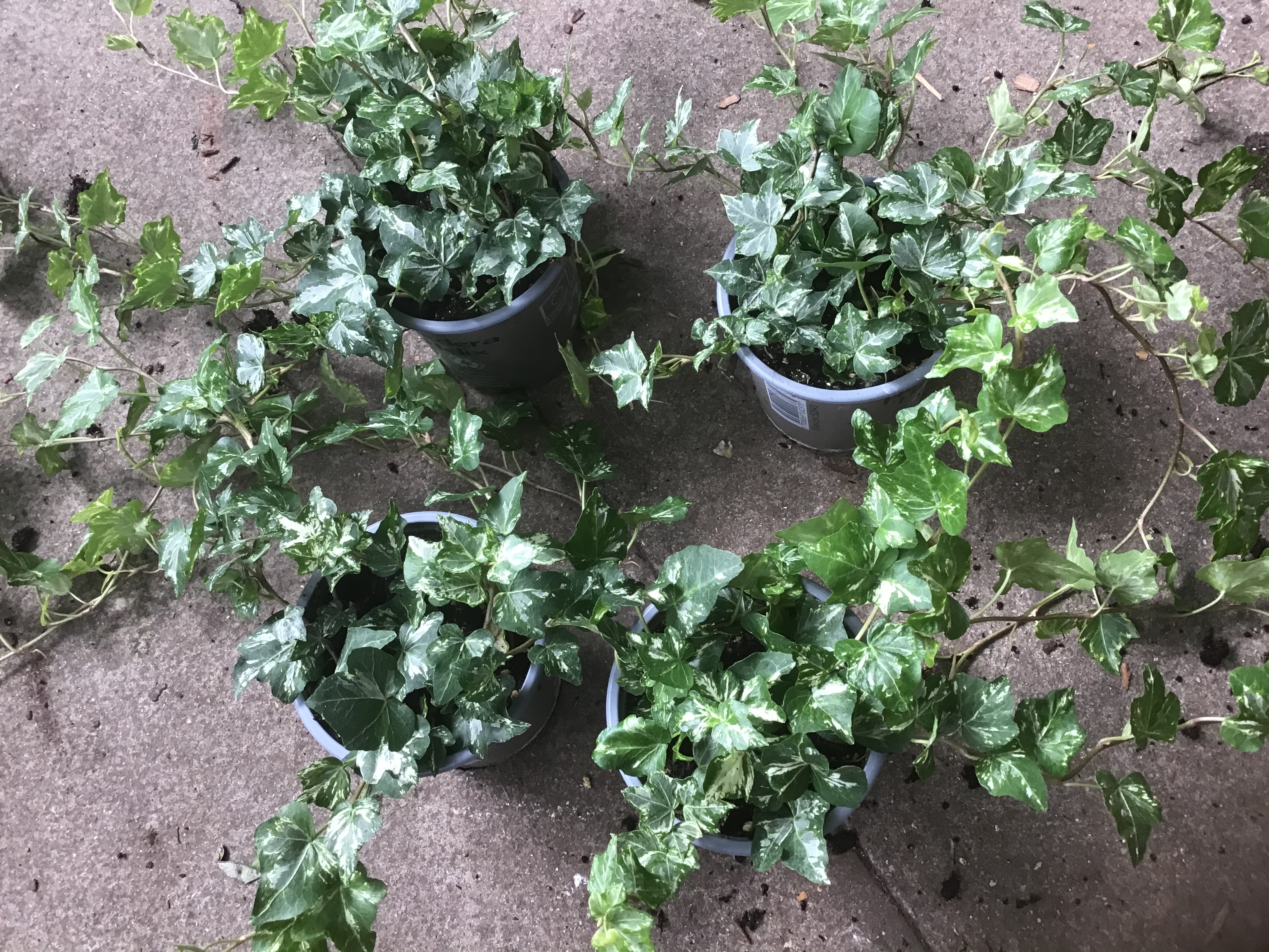 Hedera (Ivy) Silver variegated large – Kew Gardener