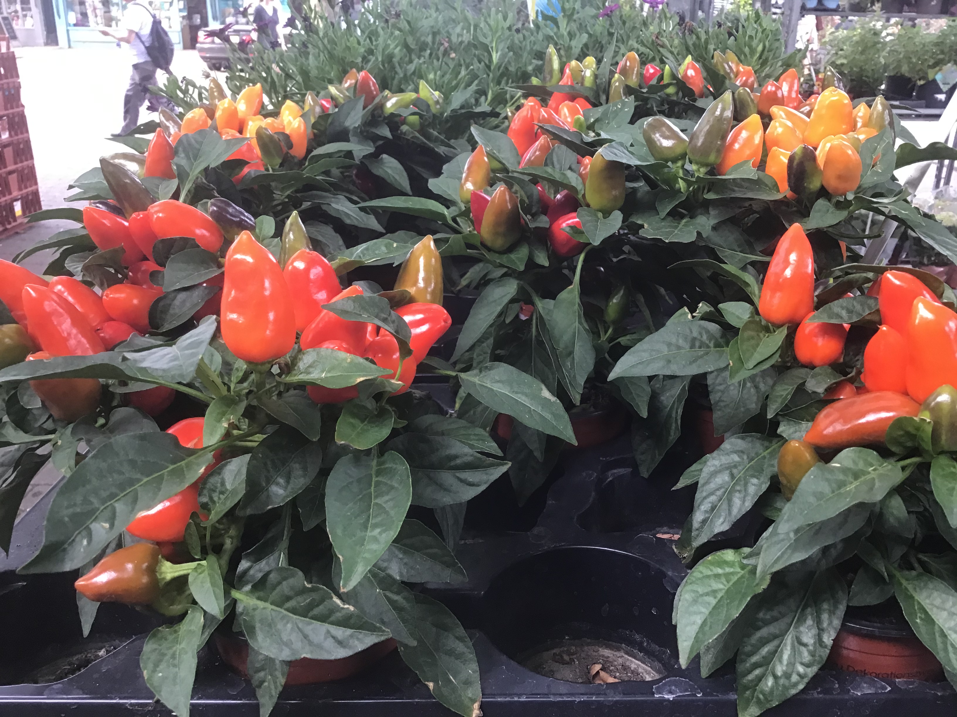 Capsicum (ornamental) – Kew Gardener