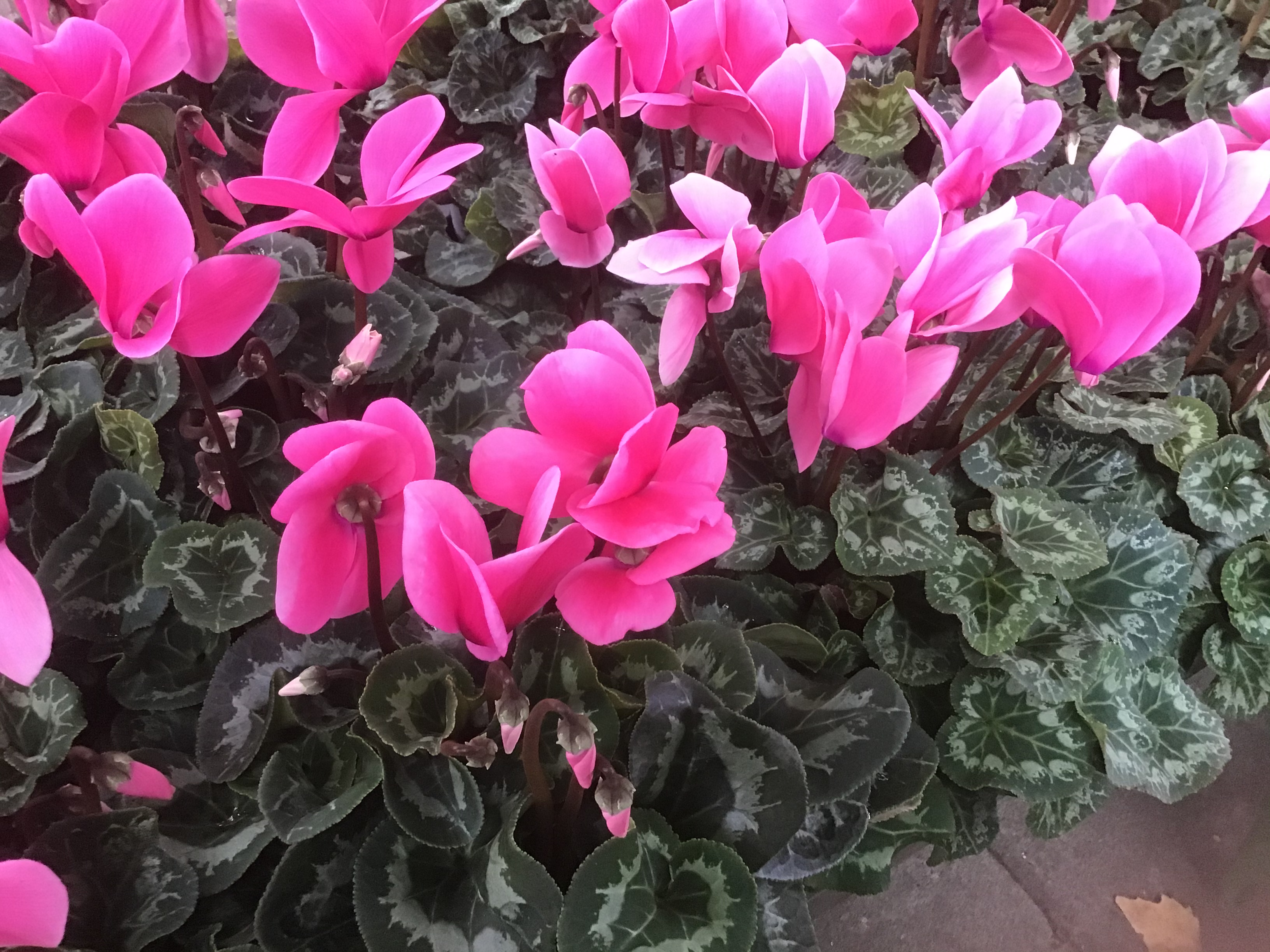 Cyclamen Pink Large – Kew Gardener