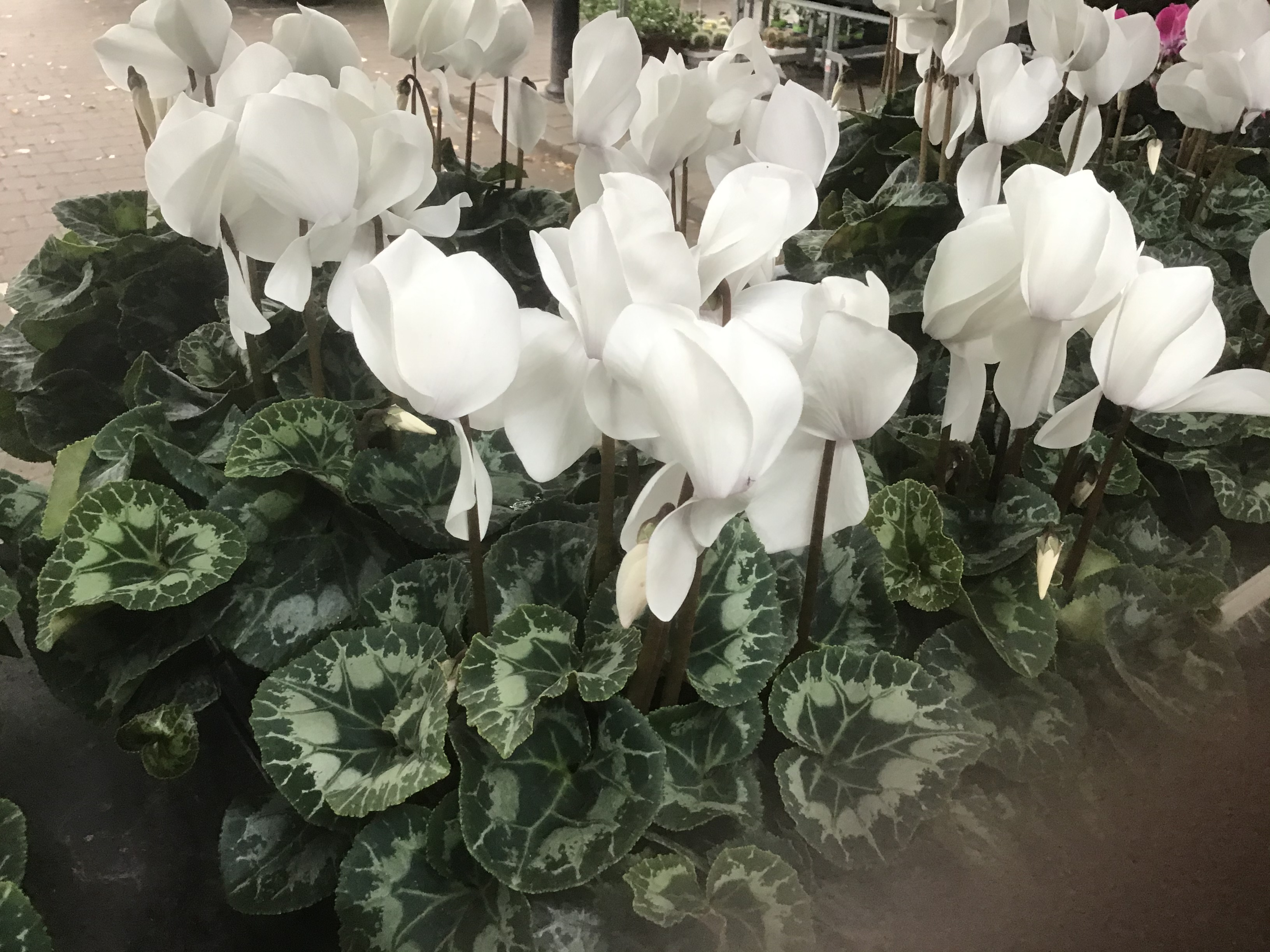 Cyclamen White Large – Kew Gardener