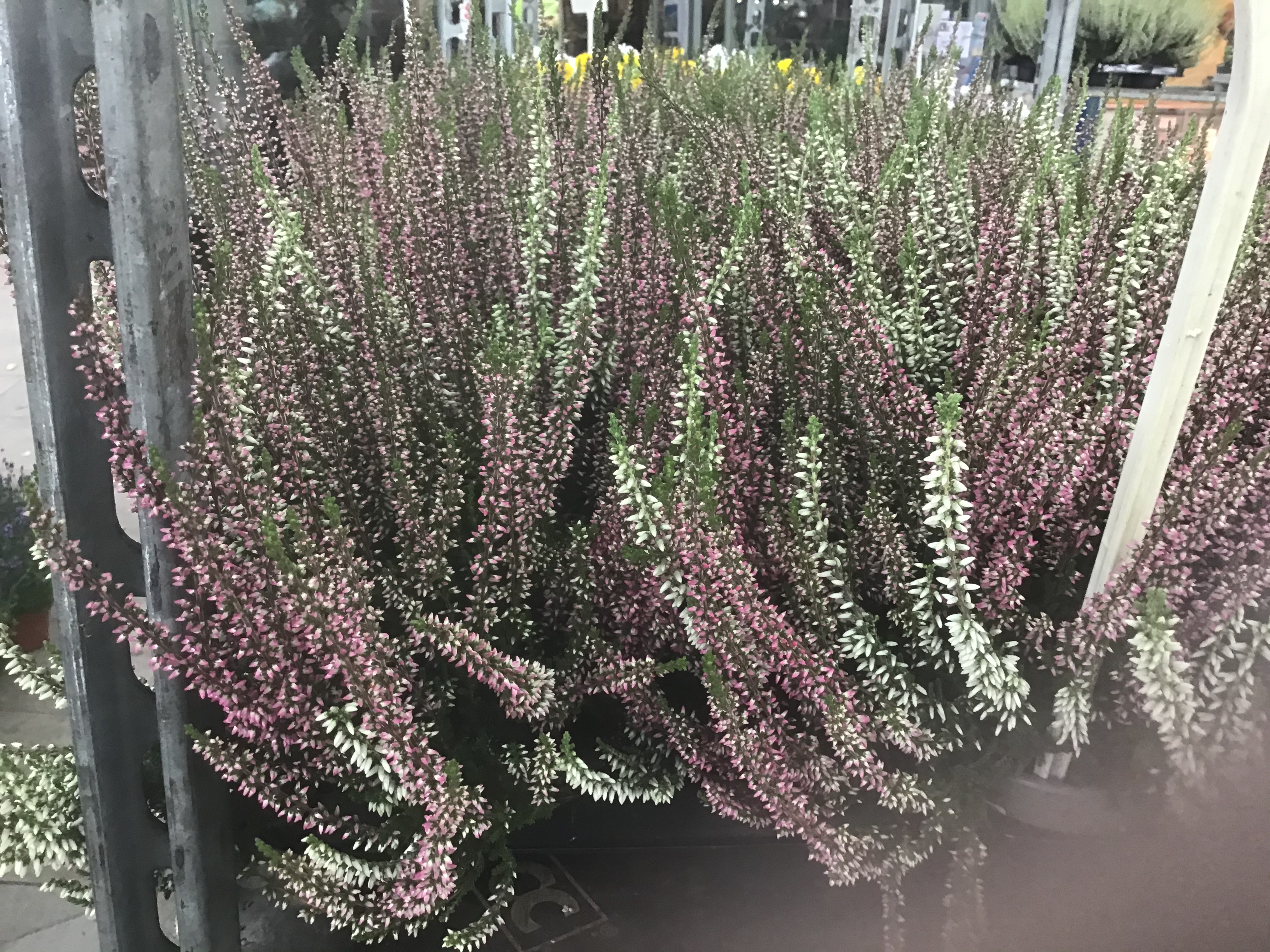 Calluna ‘Twin Girls’ (Heather) – Kew Gardener