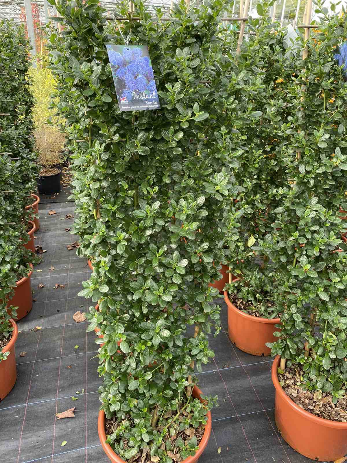 Ceanothus ‘Yankee Point’ (frame) – Kew Gardener