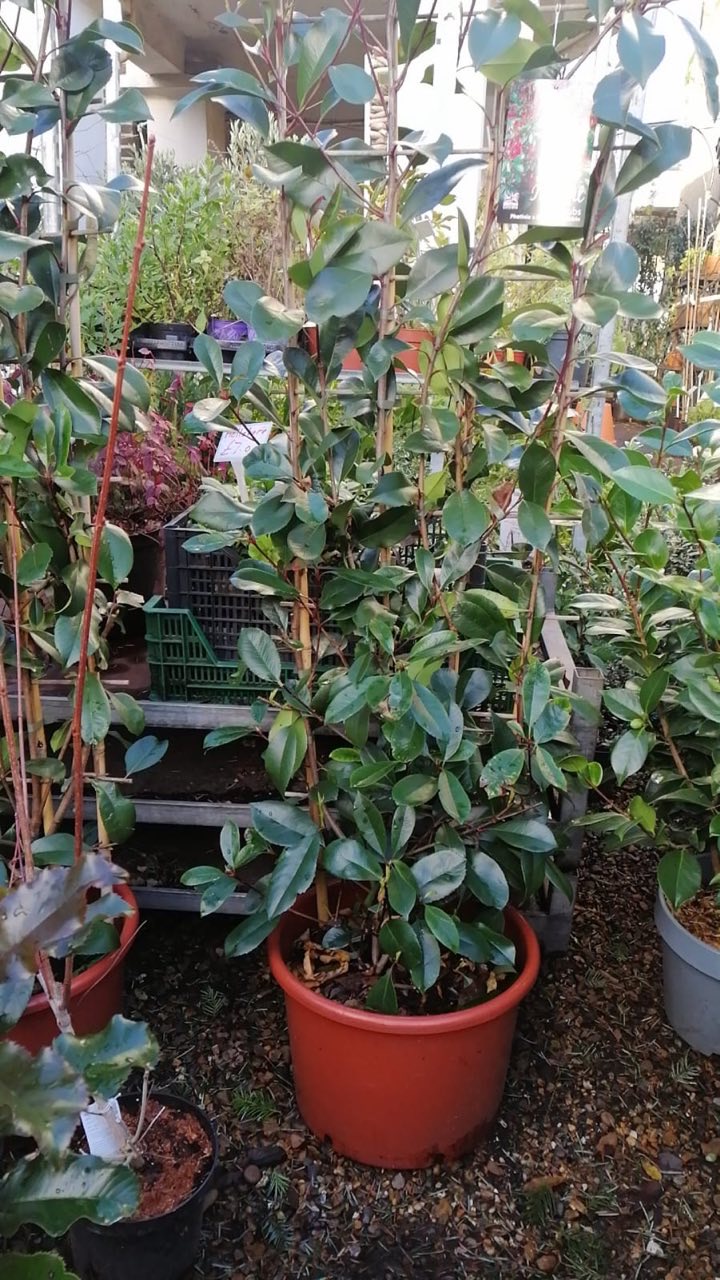 Photinia ‘Red Robin’ (frame) – Kew Gardener