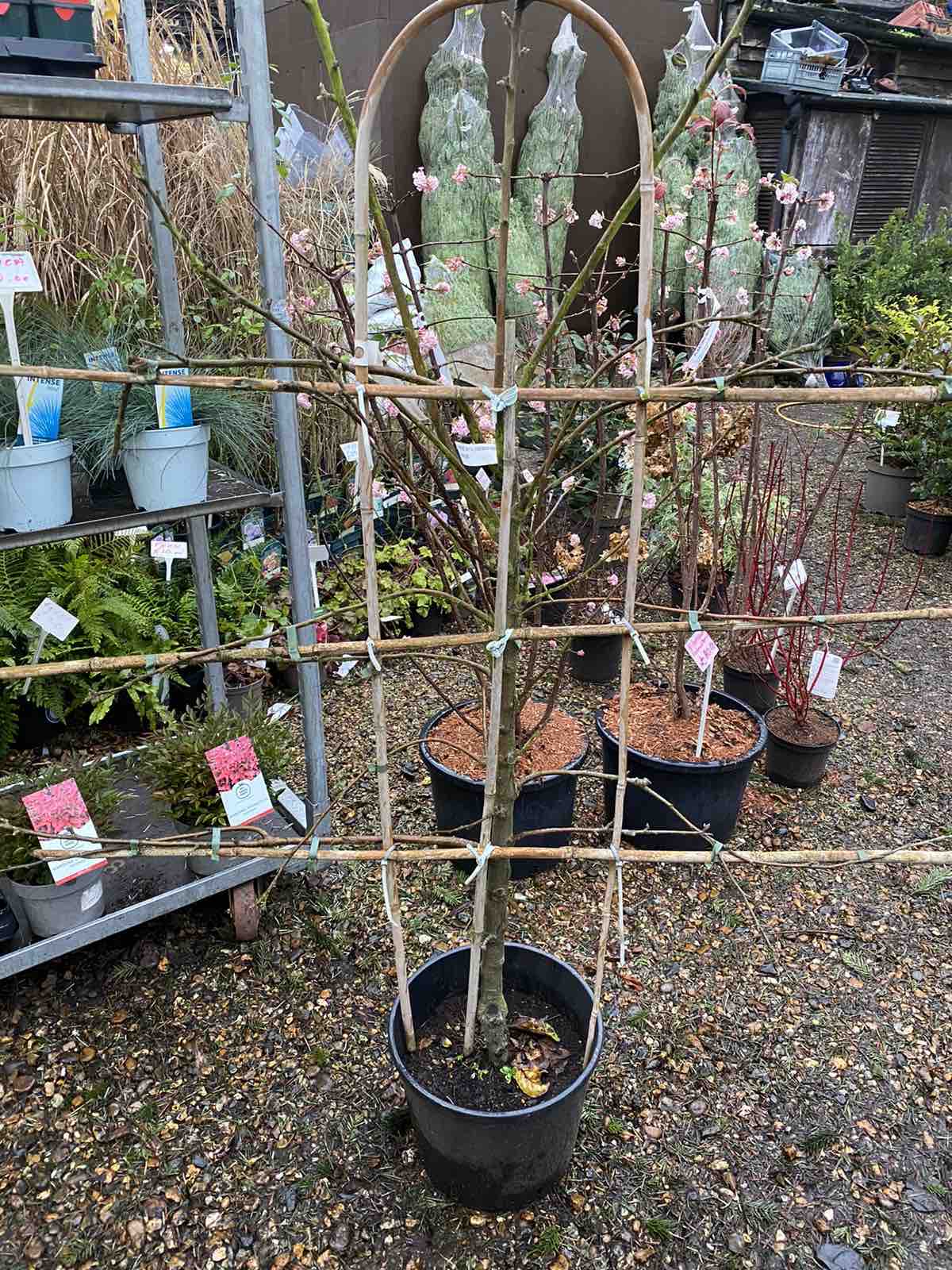 Apple Espalier ‘Egremont Russet’ – Kew Gardener