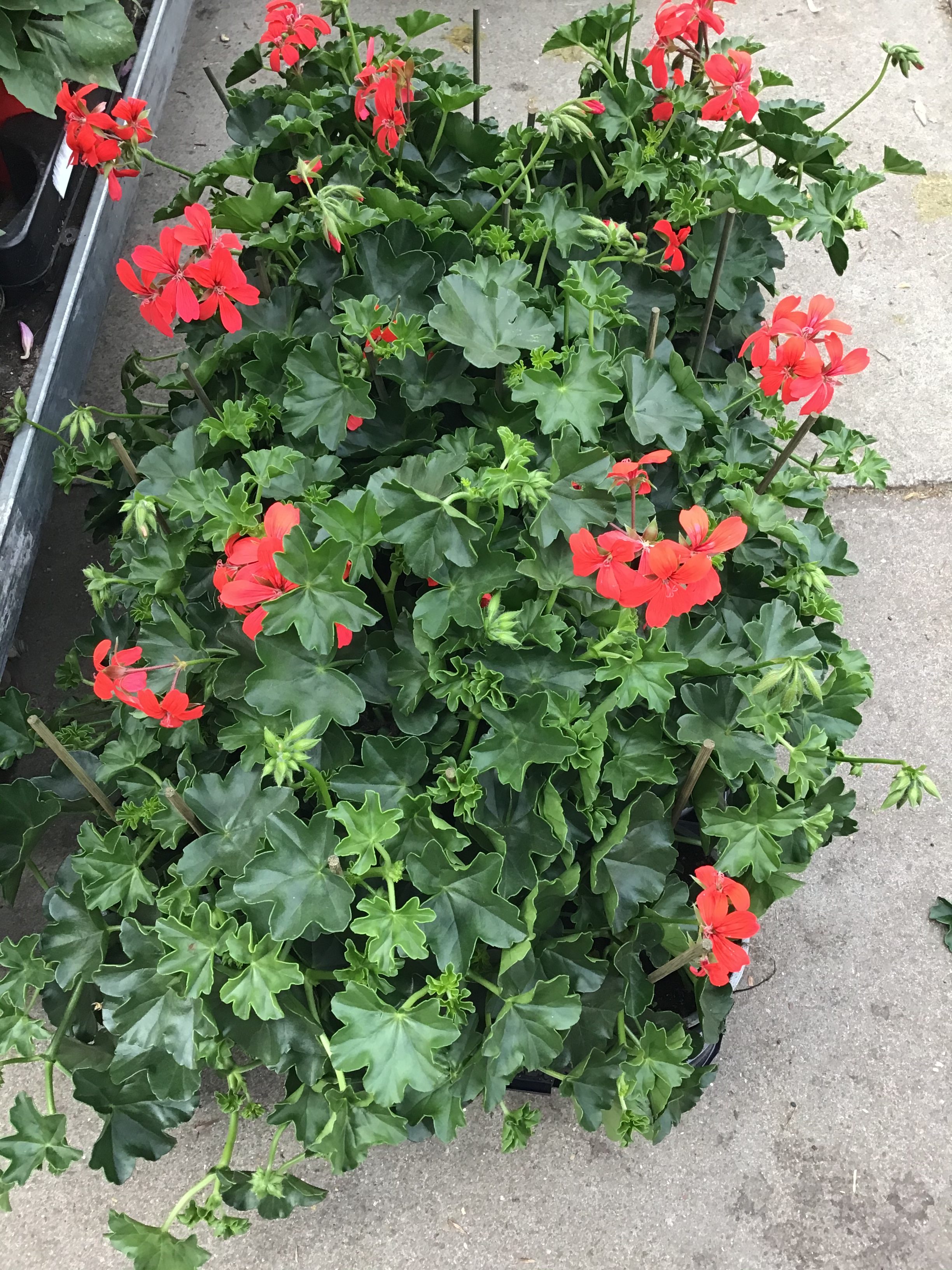 Geranium (Pelargonium) Trailing Red/Orange – Kew Gardener