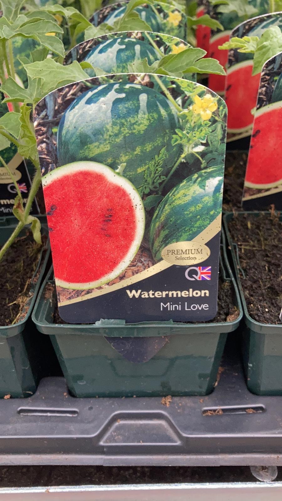 Watermelon ‘Mini Love’ – Kew Gardener
