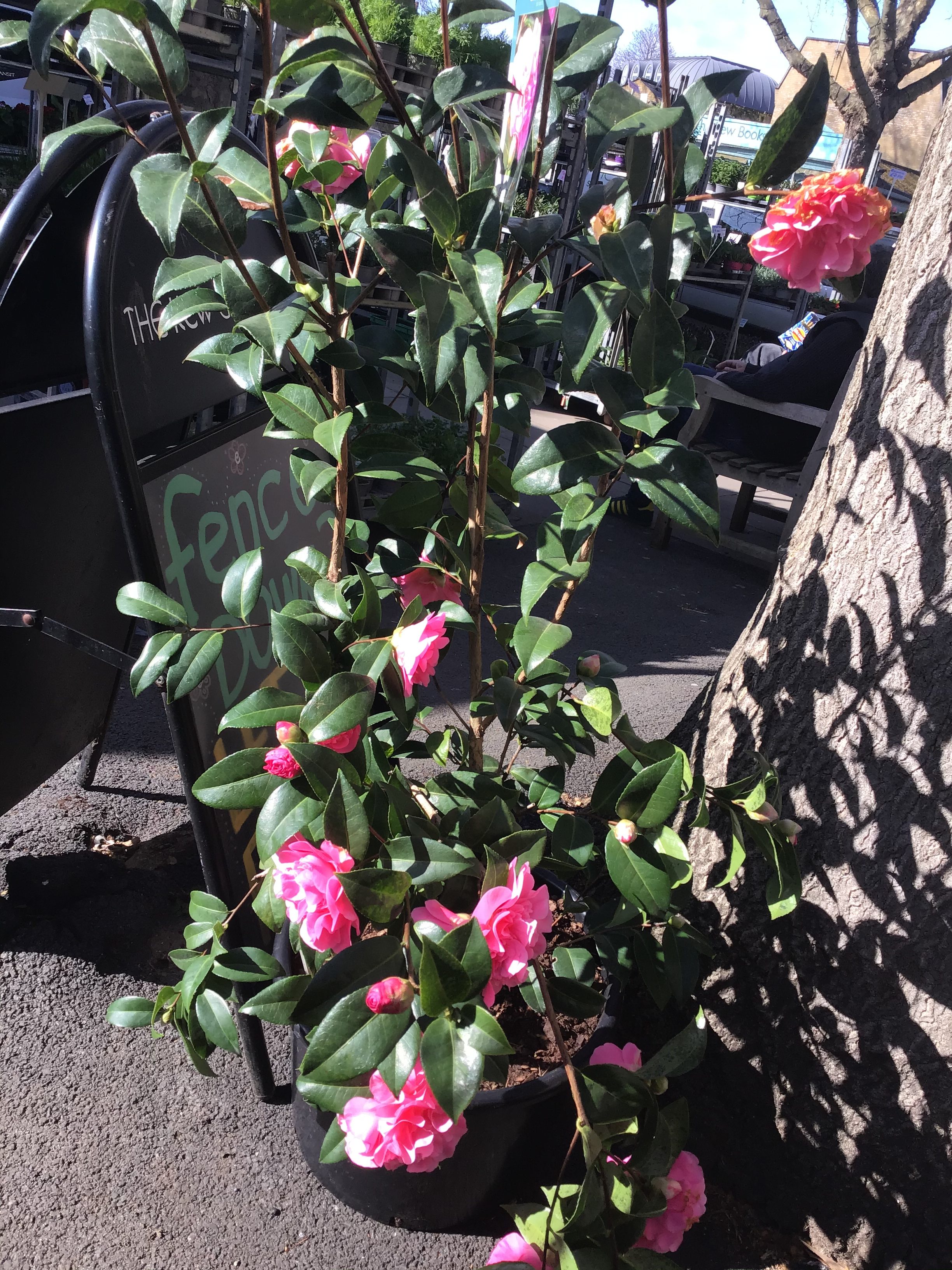 Camellia ‘Debbie’ – Kew Gardener