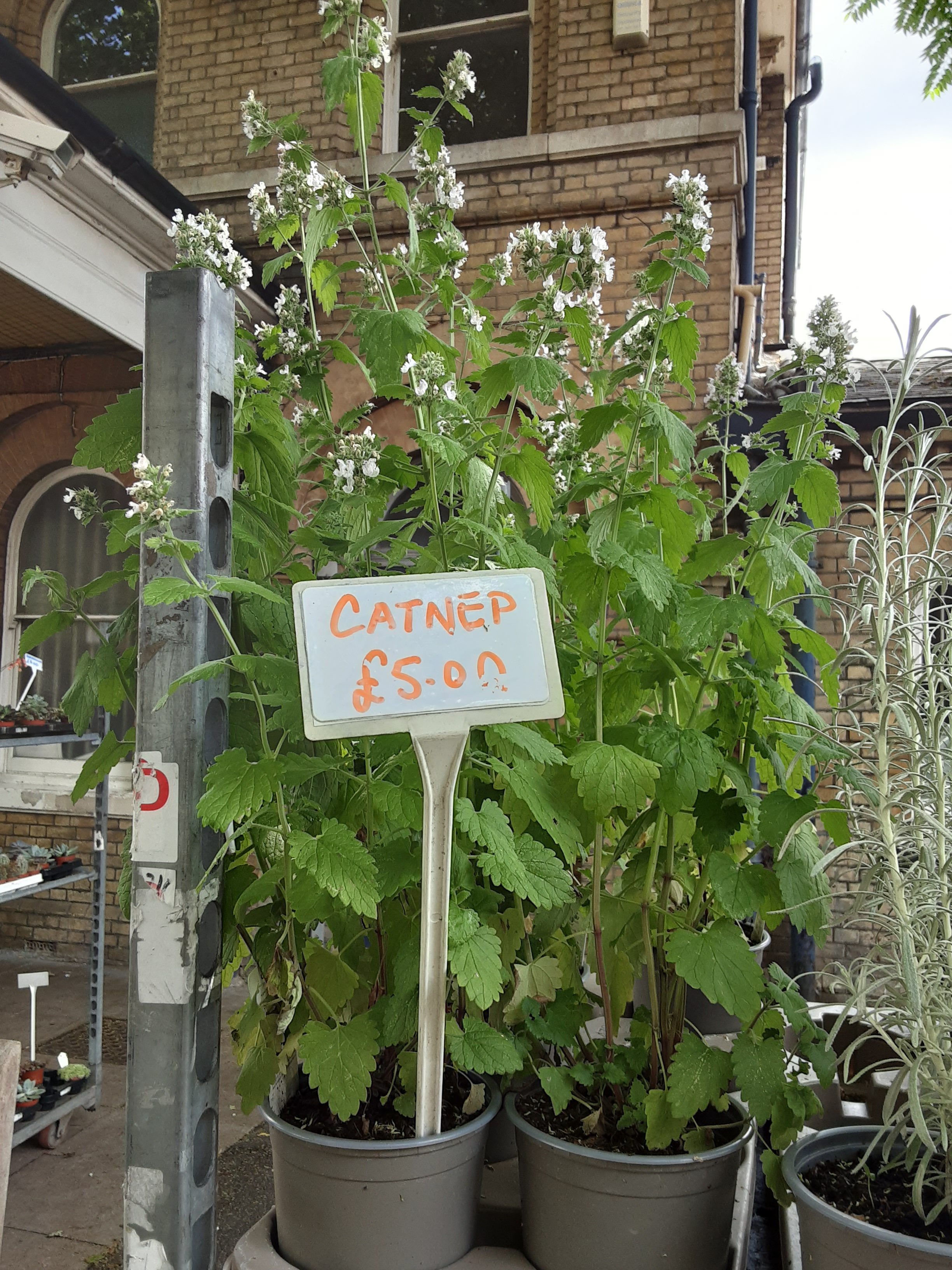 Cat Nep – Kew Gardener