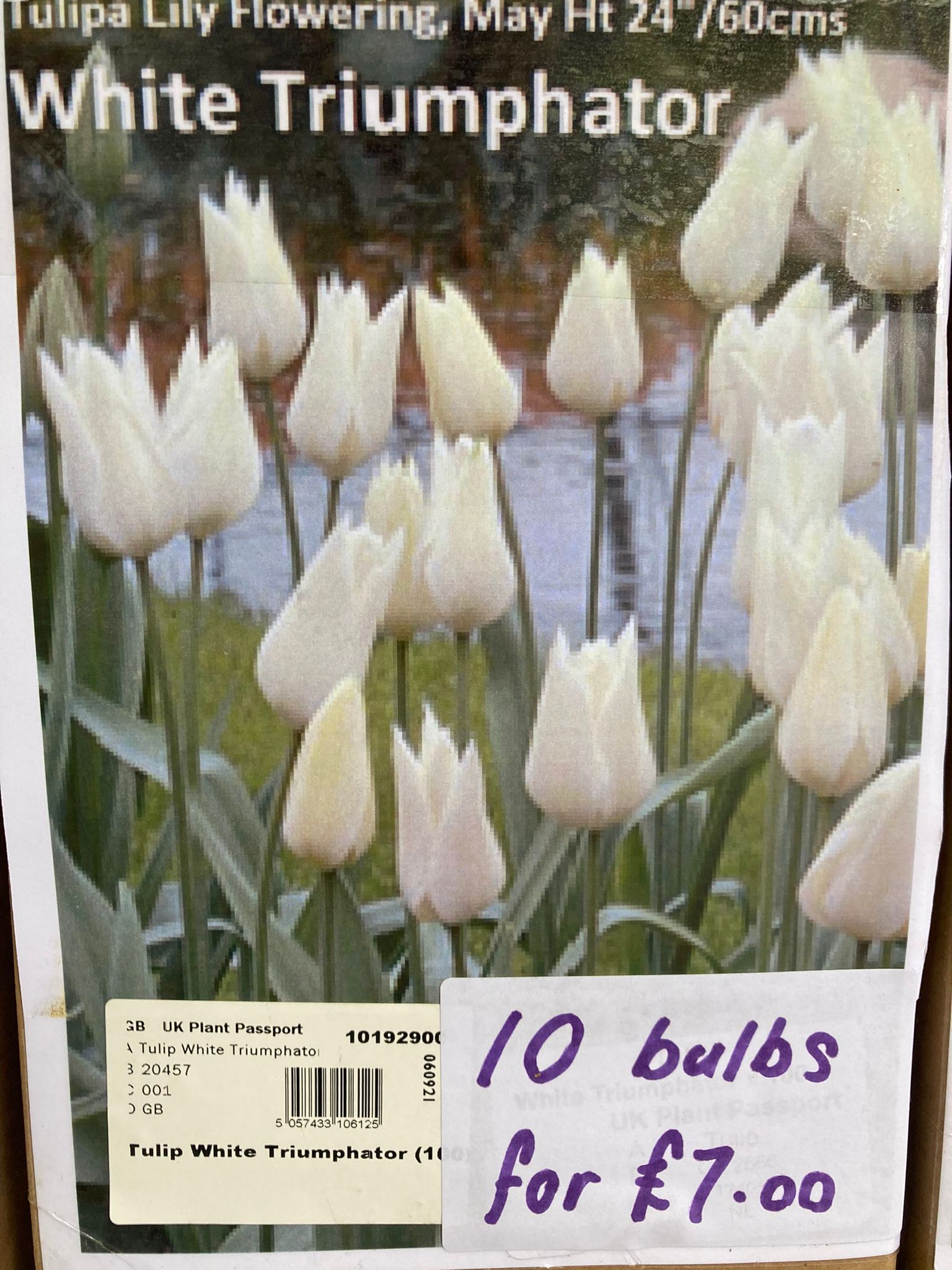 Tulip ‘White Triumphator’ (10 bulbs) – Kew Gardener