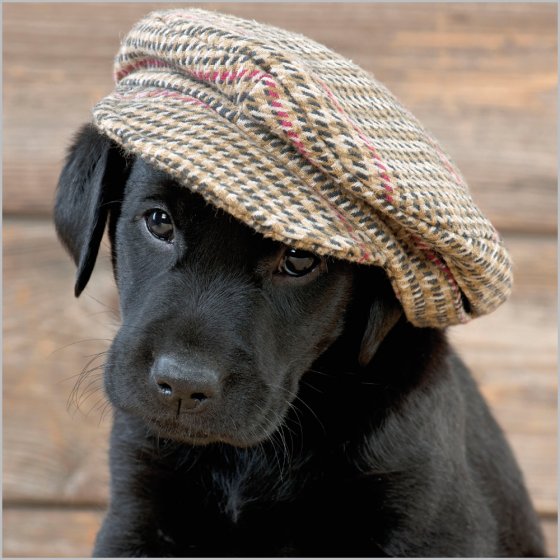 Labrador Puppy in a Cap – Kew Gardener