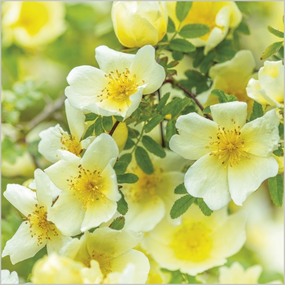 Rosa hugonis (Hugo’s Rose) – Kew Gardener