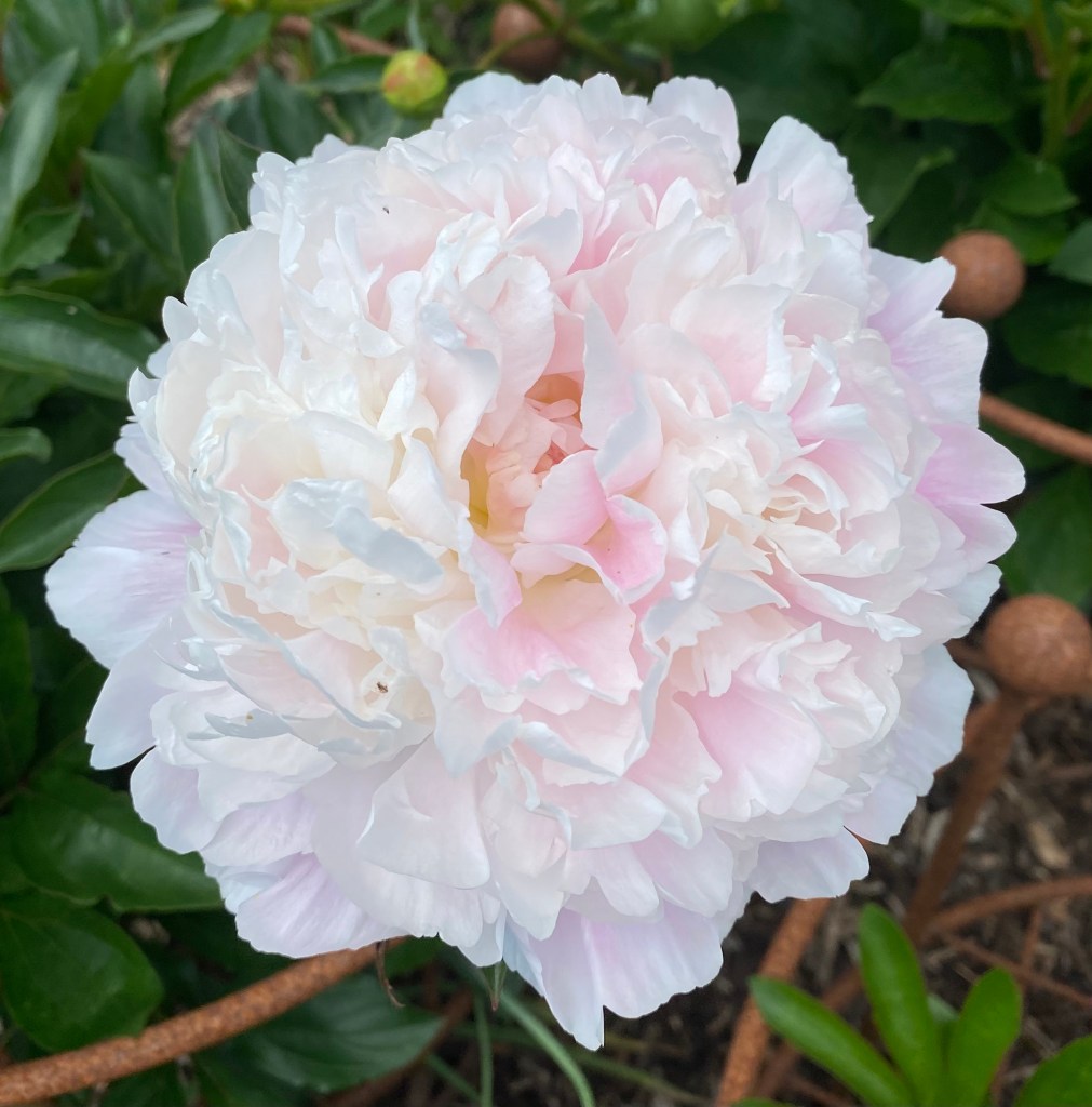 Paeonia ’Duchess de Nemours’ – Kew Gardener