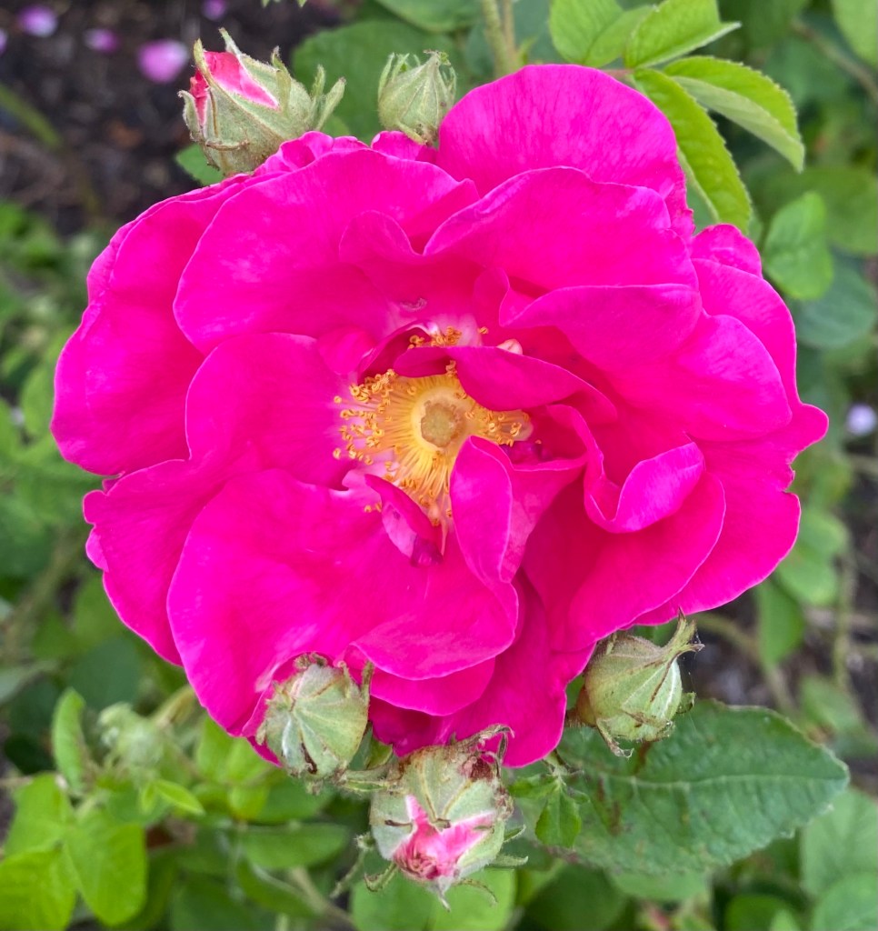 Rosa gallica ‘Officinalis’ – Kew Gardener