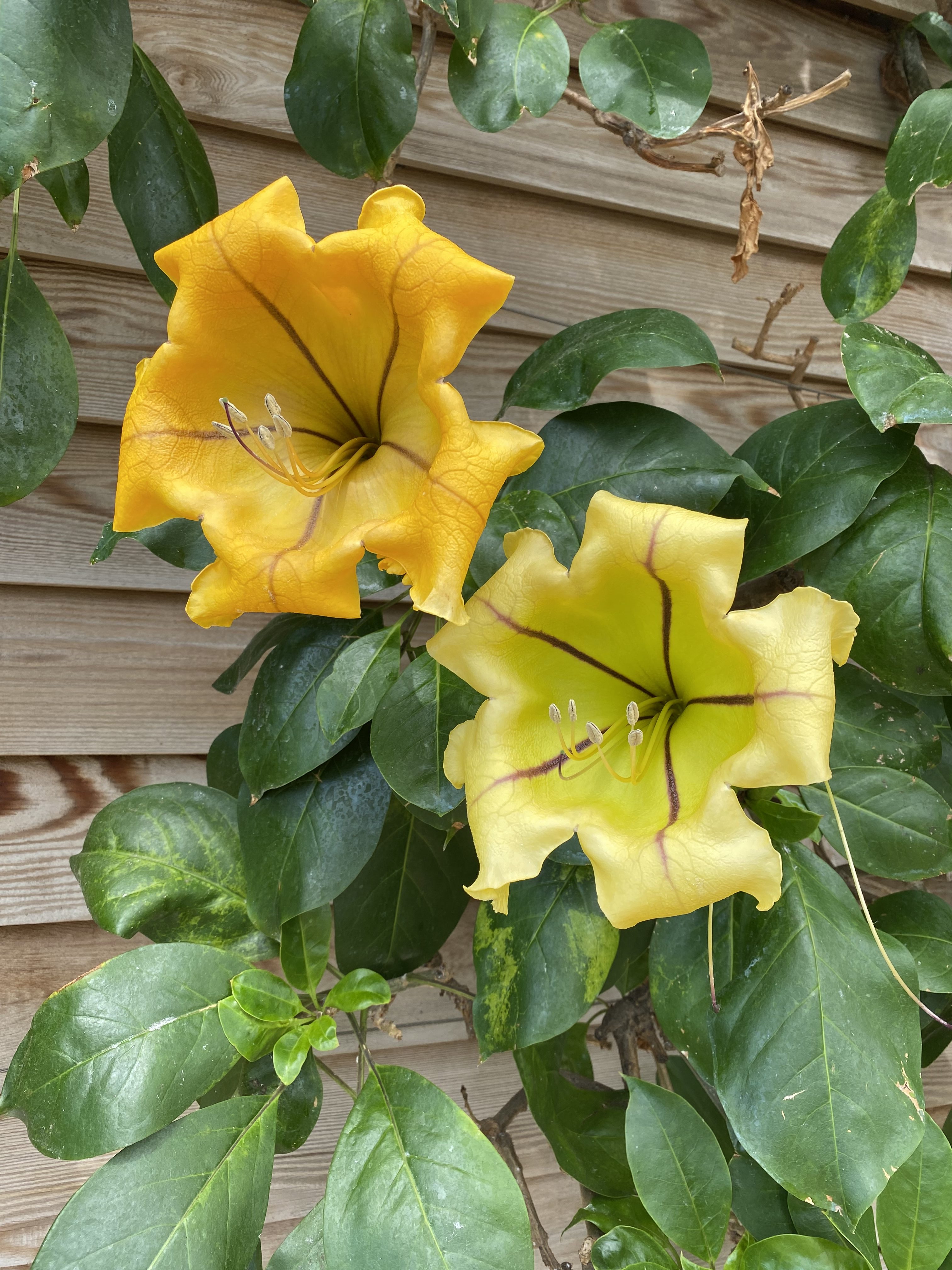 Solandra maxima – Kew Gardener