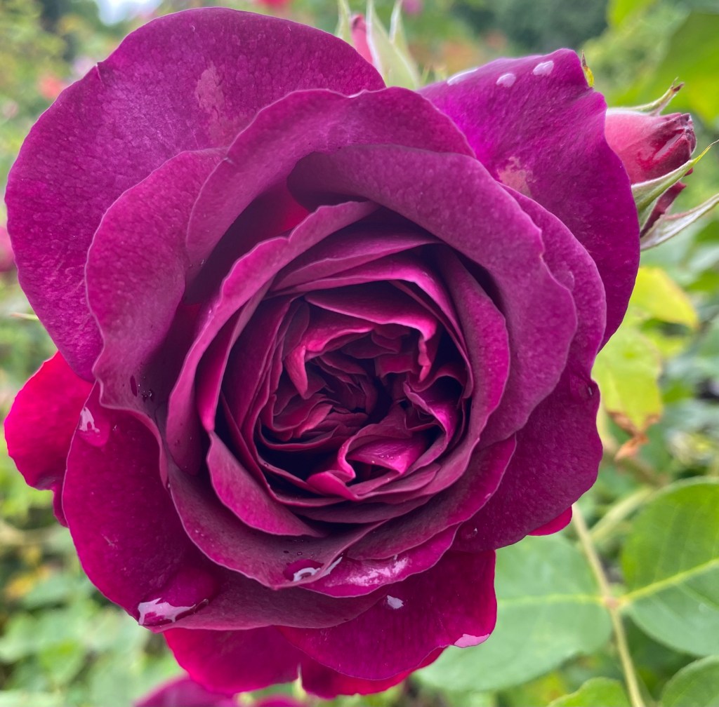 Rose ’Munstead Wood’ – Kew Gardener