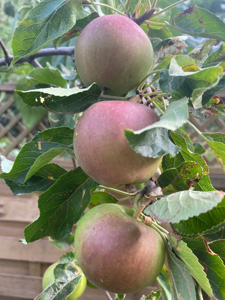 Apple ’Fiesta’ – Kew Gardener
