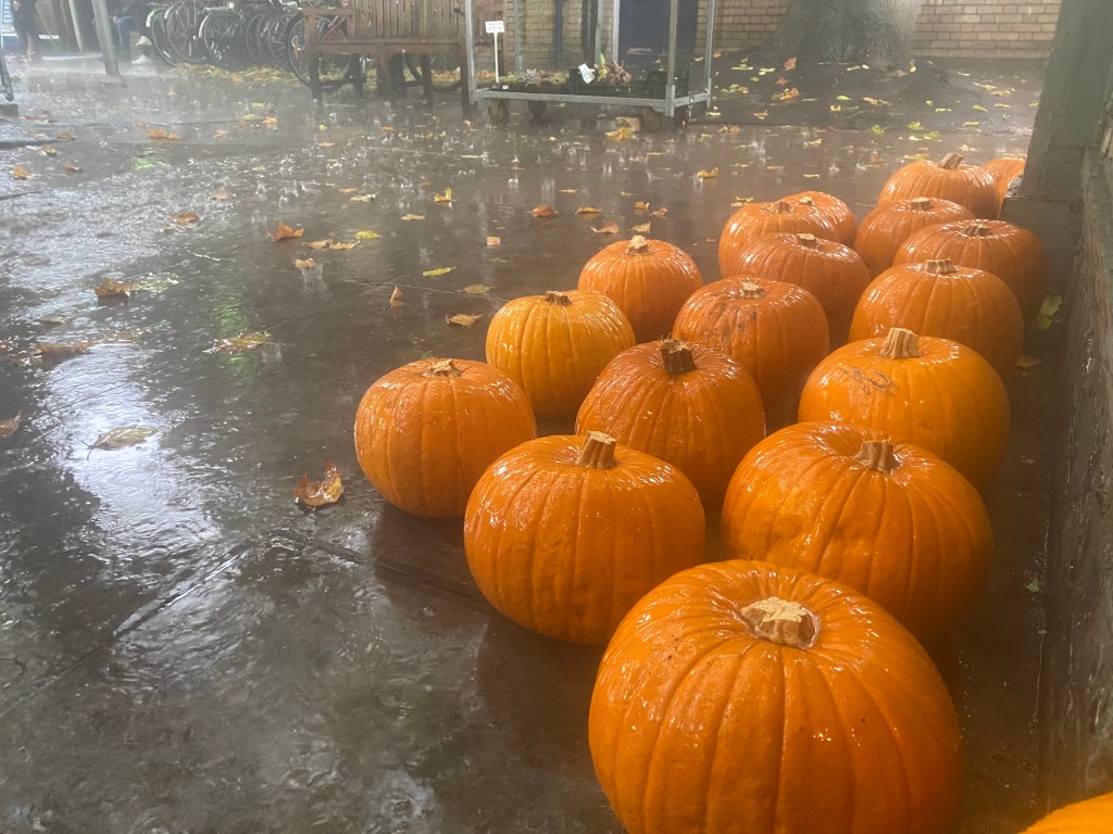 Pumpkins in rain dance formation… – Kew Gardener