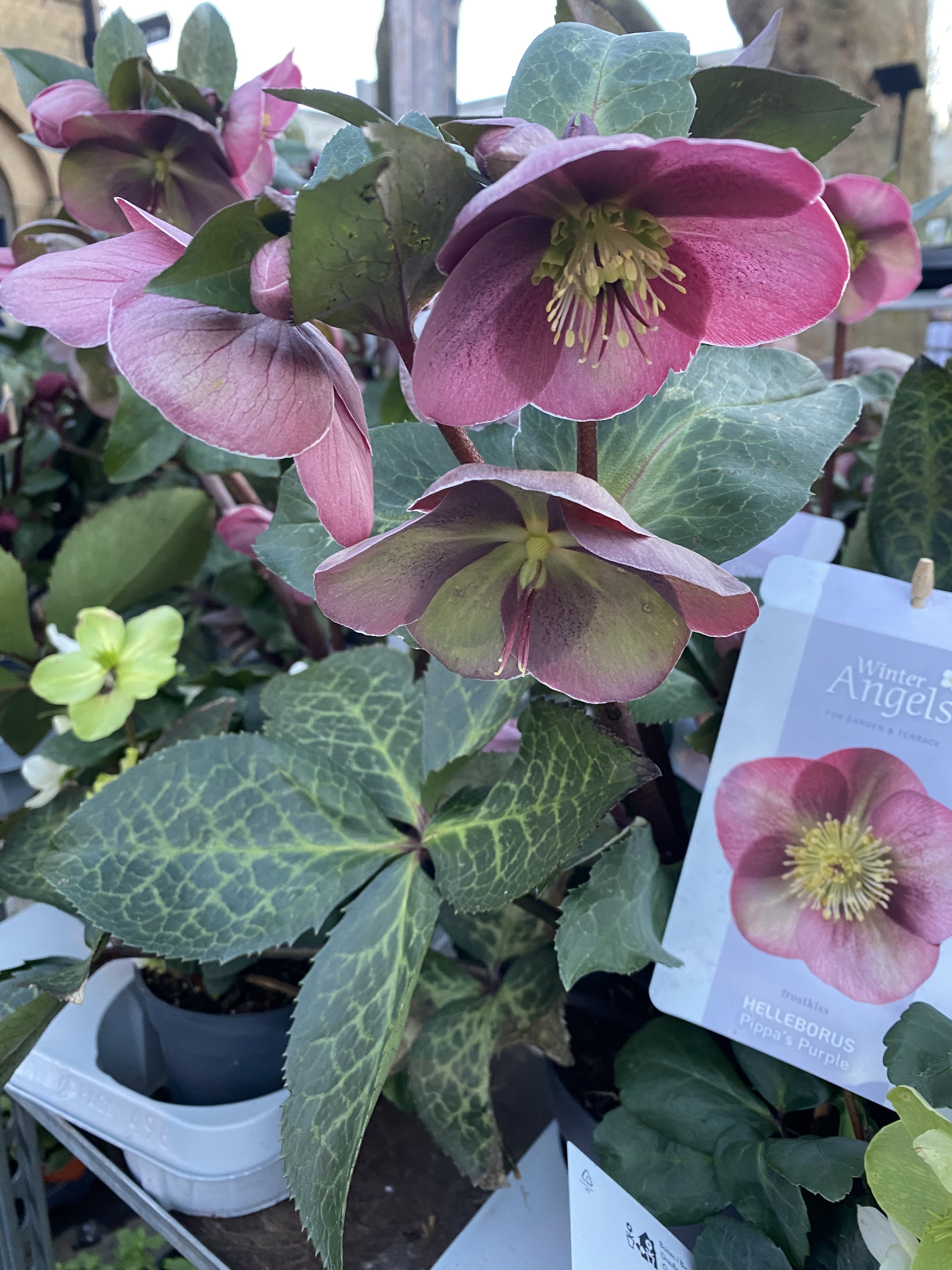 Helleborus ‘Pippa’s Purple’ – Kew Gardener