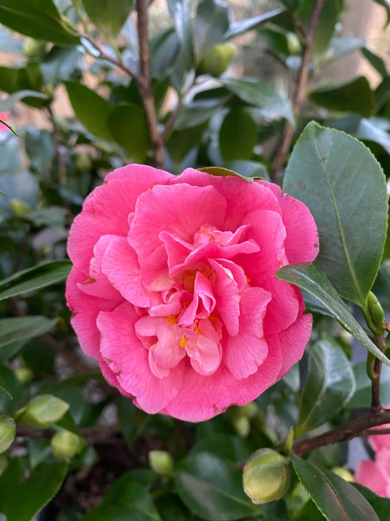 Camellias beginning to flower…. – Kew Gardener