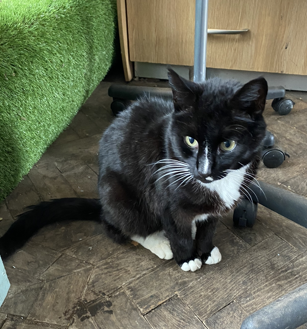 Bob The Kew Village Cat RIP. Miss you little fella!! – Kew Gardener