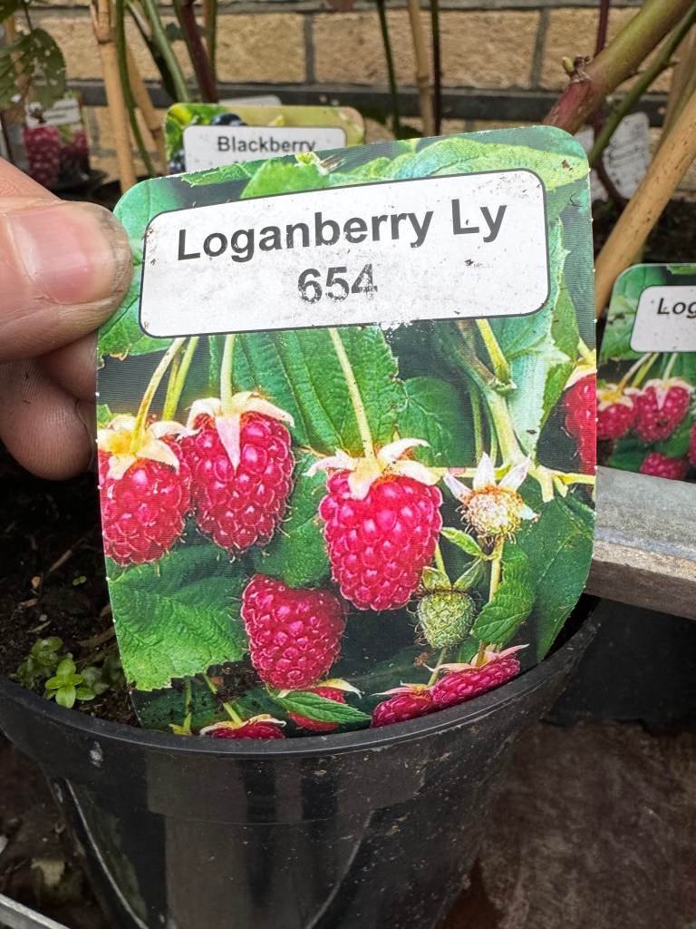 Come get your Loganberries!! – Kew Gardener
