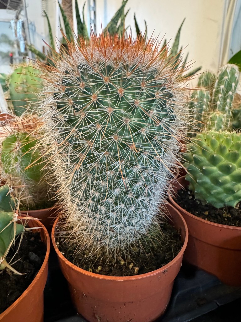 Super Spiky Cactus – Kew Gardener