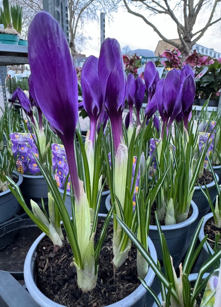 Deep Purple Crocus… – Kew Gardener