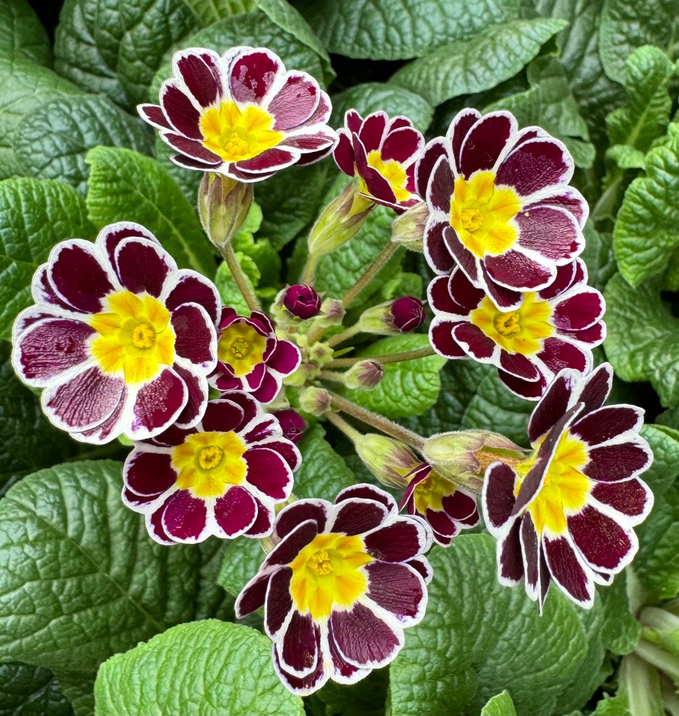 Primula (Gold lace group) – Kew Gardener