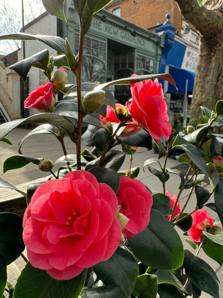 Camellia ‘Fireball’ – Kew Gardener