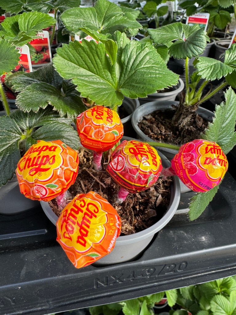 The Lollipop plant flowering earlier than normal this year! 😎 – Kew ...